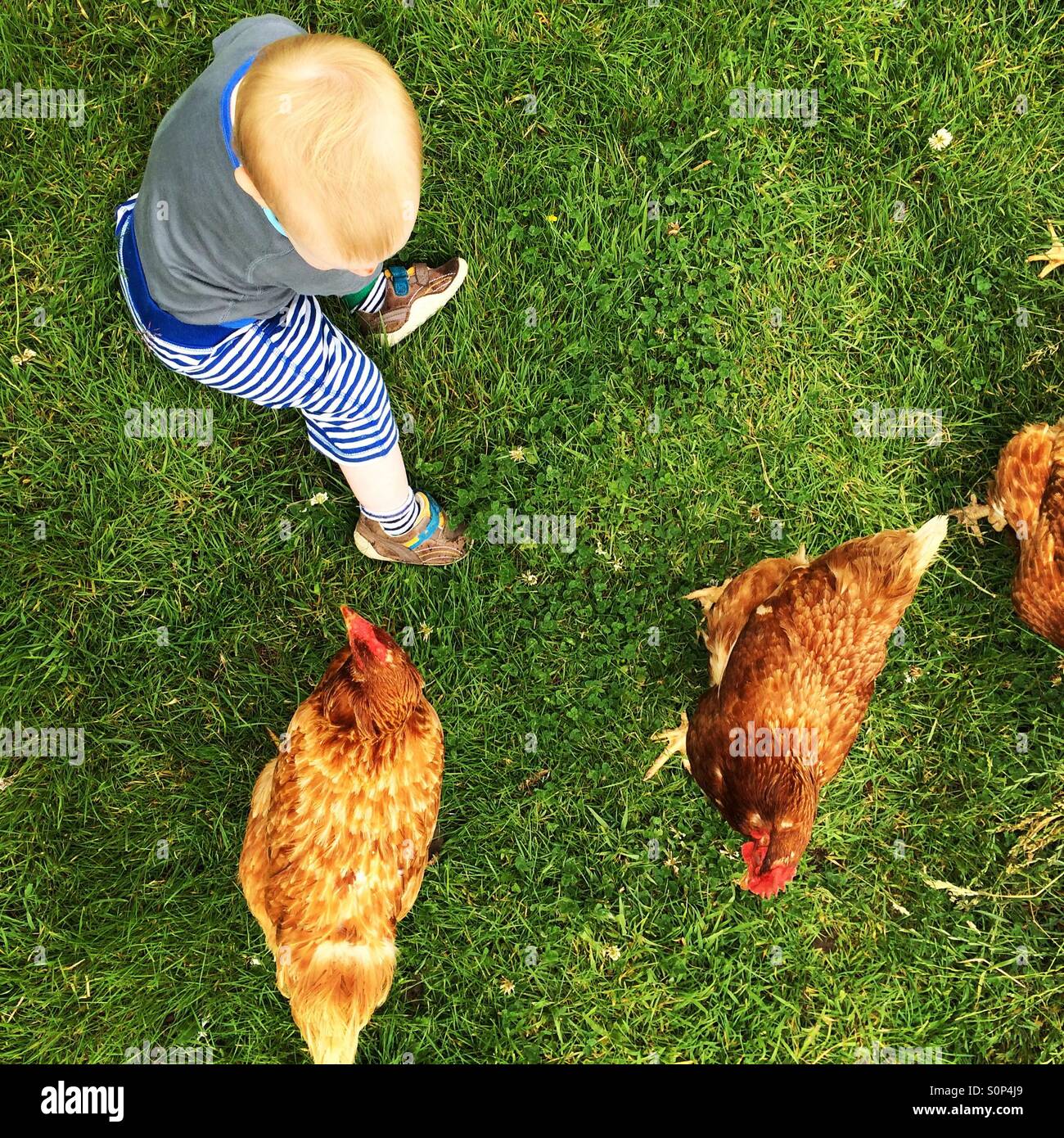 Boy with chickens hi-res stock photography and images - Alamy