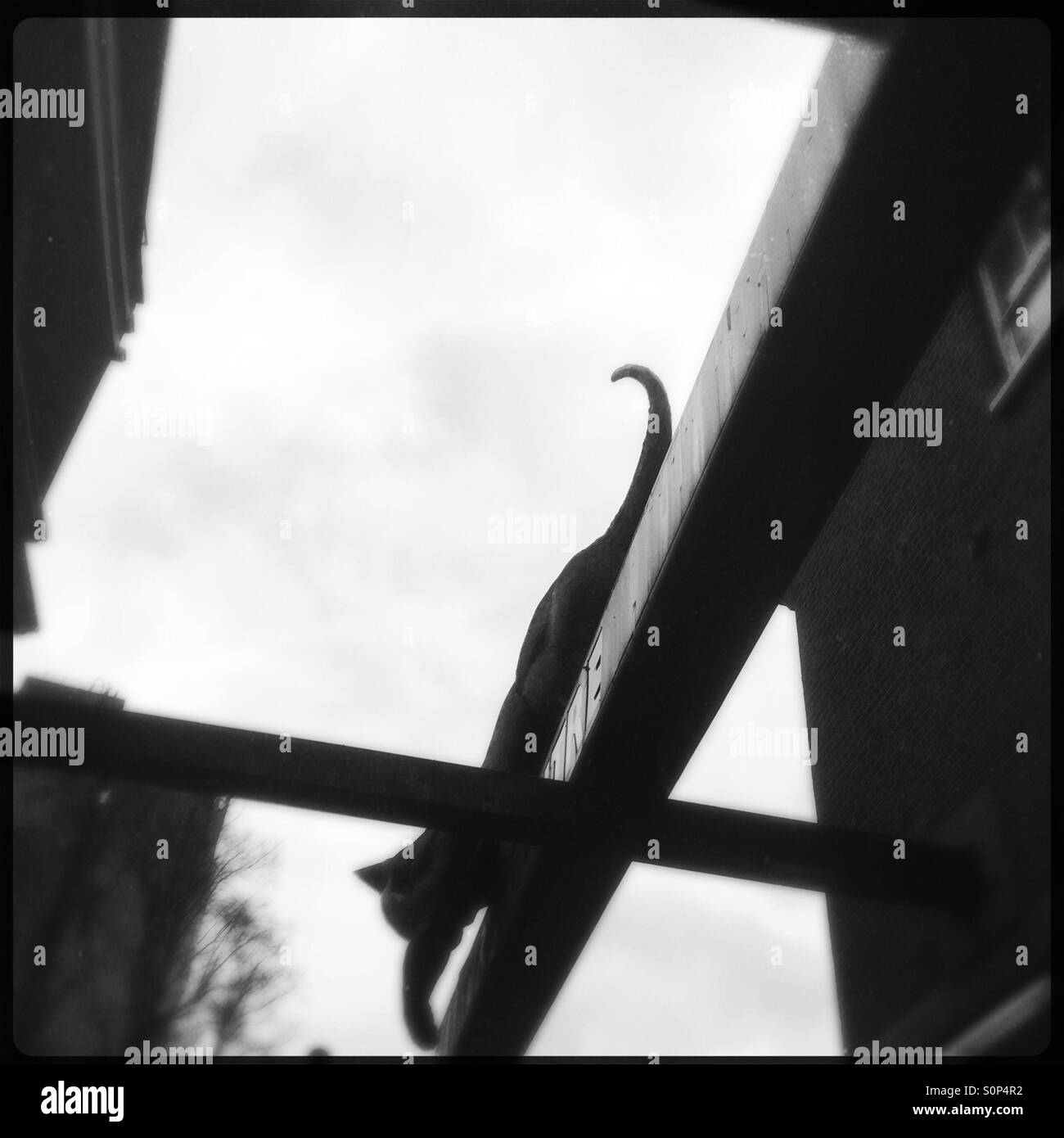 Catford cat hi-res stock photography and images - Alamy