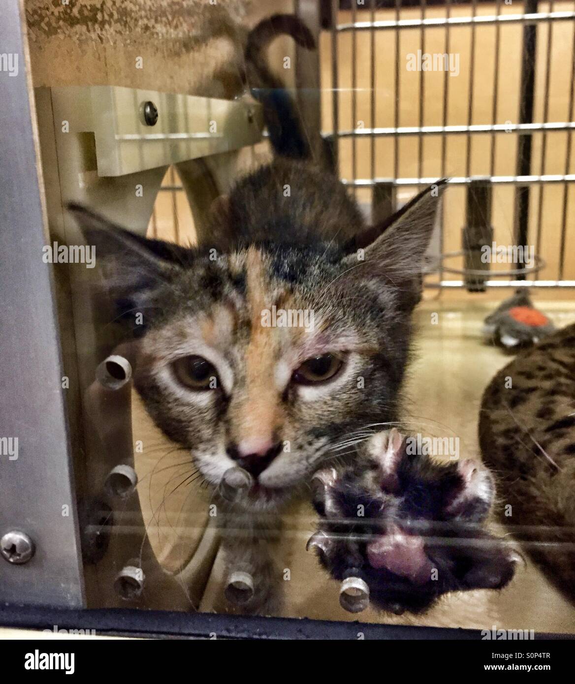 Cat wants out of cage Stock Photo - Alamy