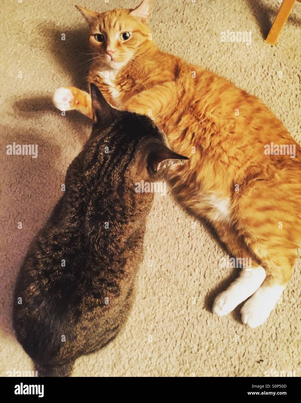 Cats fight two hi-res stock photography and images - Alamy