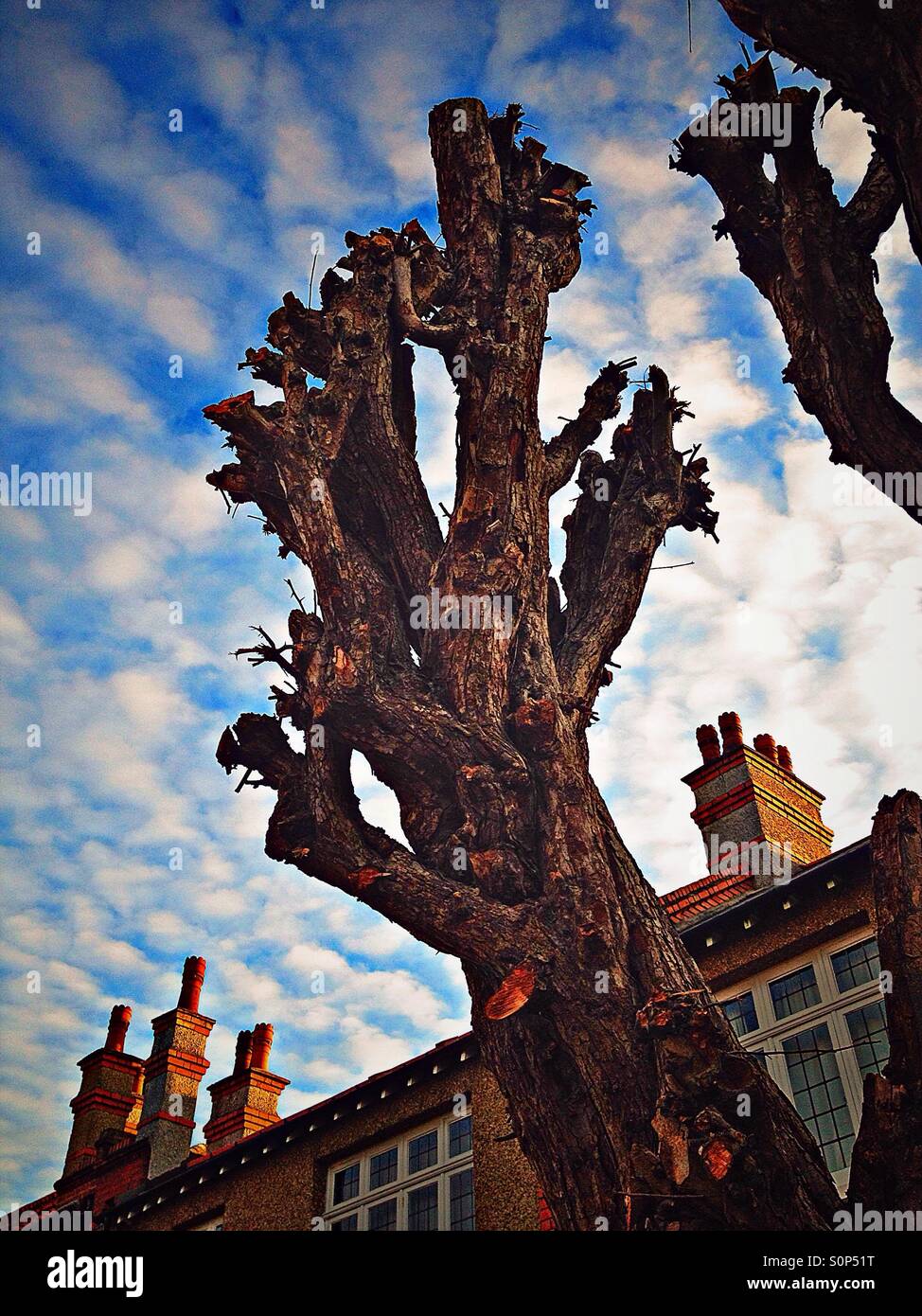 Tree in front of house Stock Photo - Alamy
