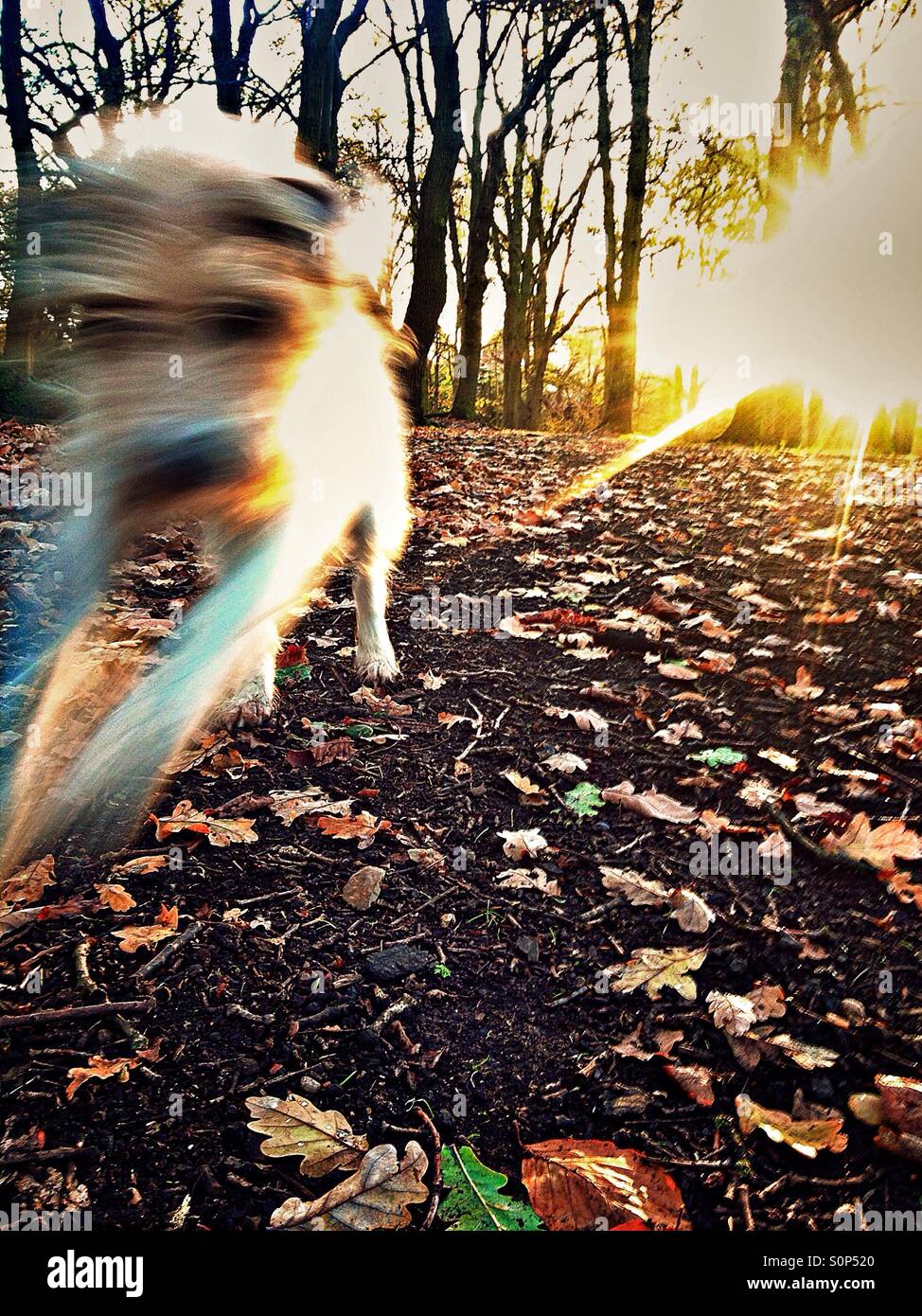 Dog running to camera with sun in background Stock Photo - Alamy