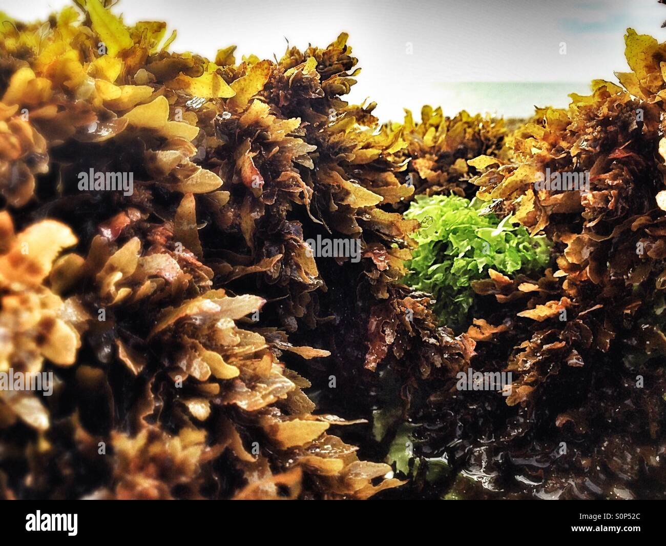 Brown Cyano Algae