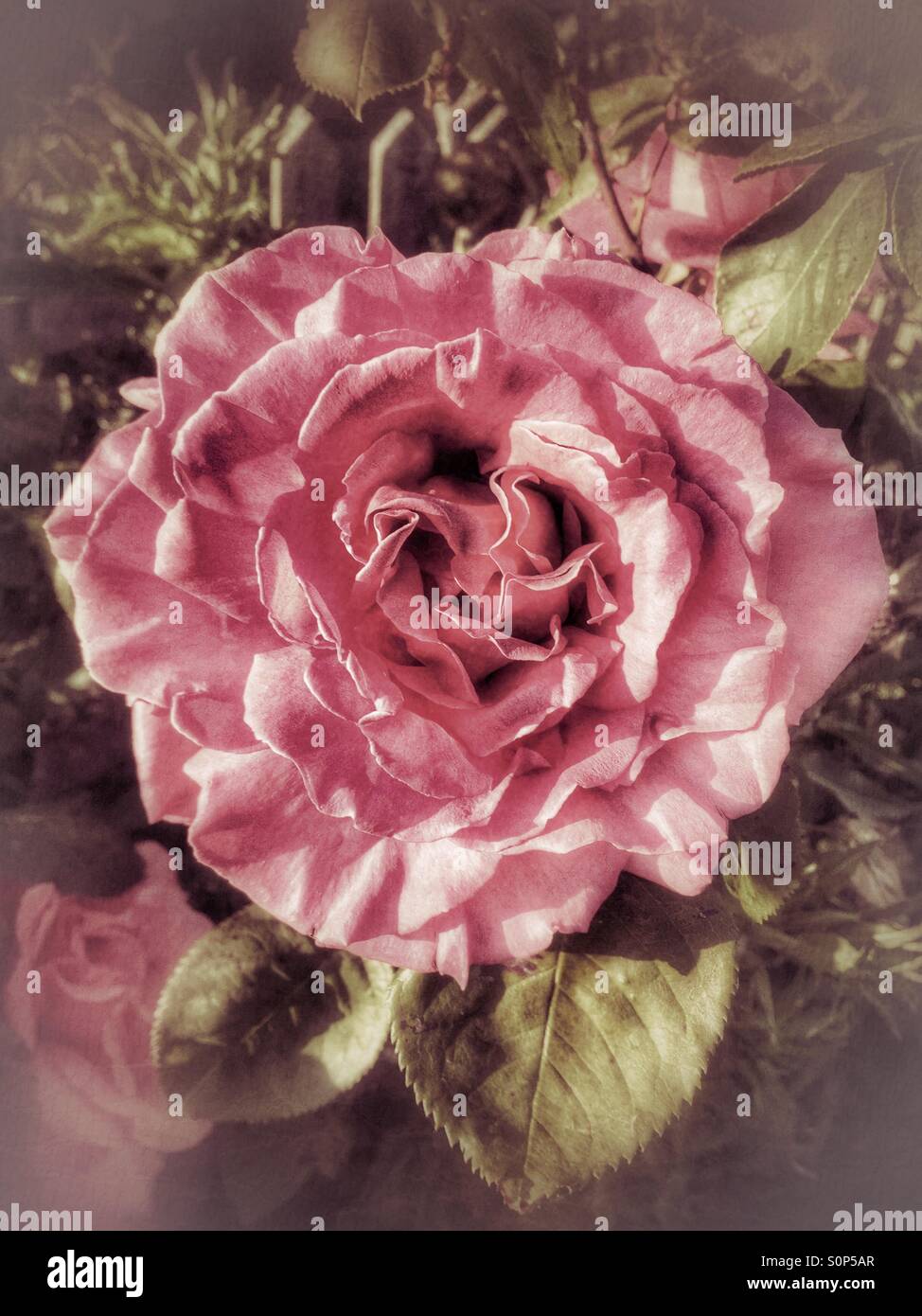 Dusty rose vintage hi-res stock photography and images - Alamy