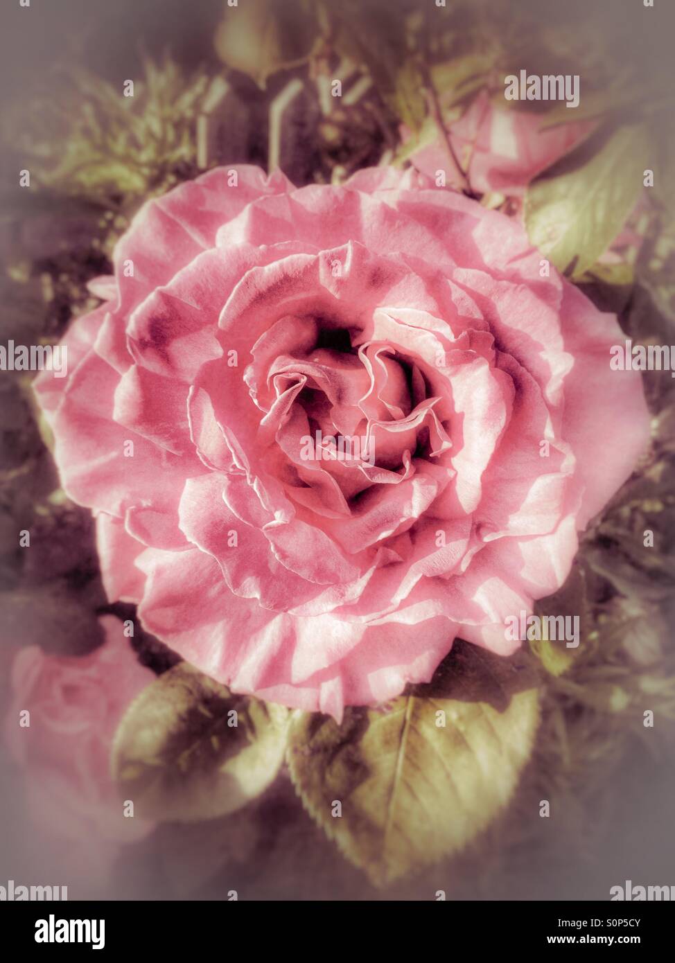 Romantic pink rose in an English country garden Stock Photo - Alamy