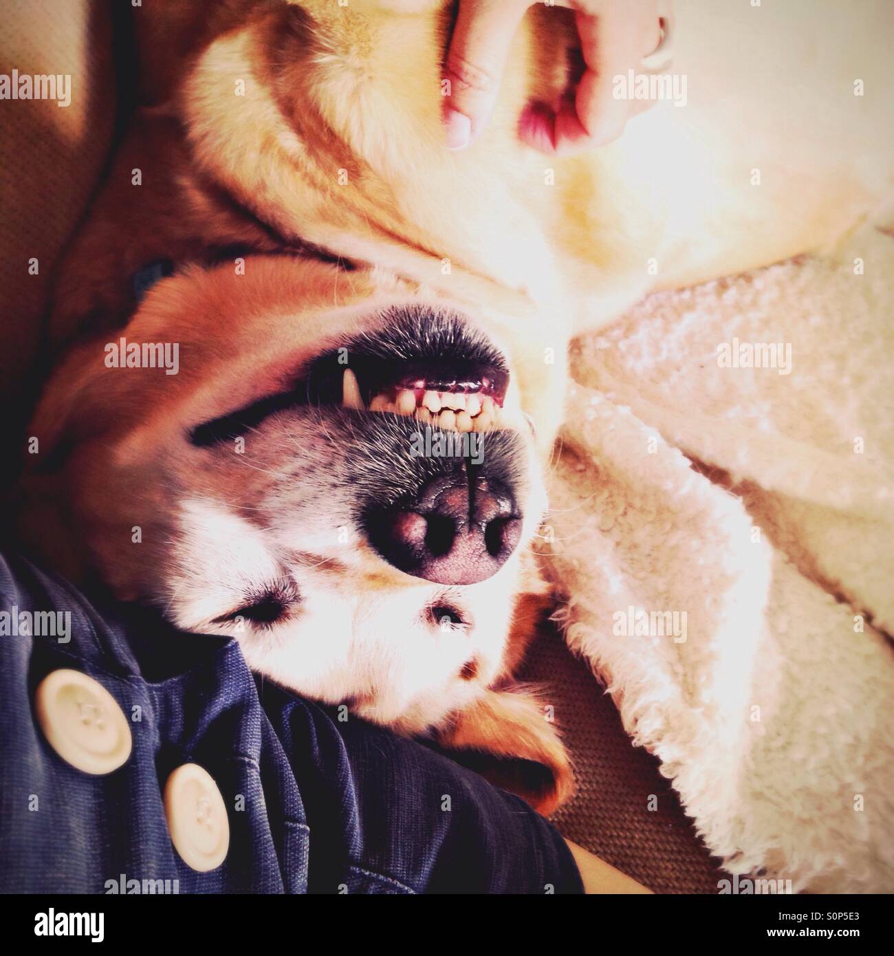 Cuddles with Labrador dog smiling while getting patted Stock Photo - Alamy