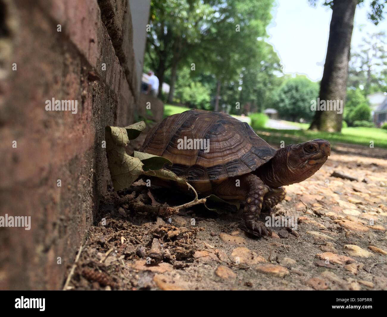 Backyard animals hi-res stock photography and images - Alamy
