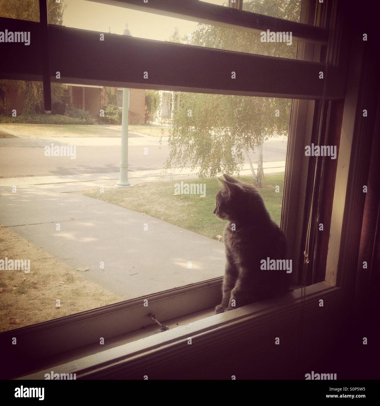 Kitten watching out the window Stock Photo - Alamy