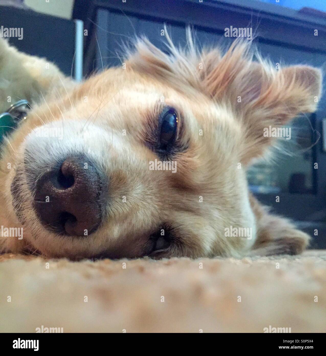 Nap sleepy hi-res stock photography and images - Alamy