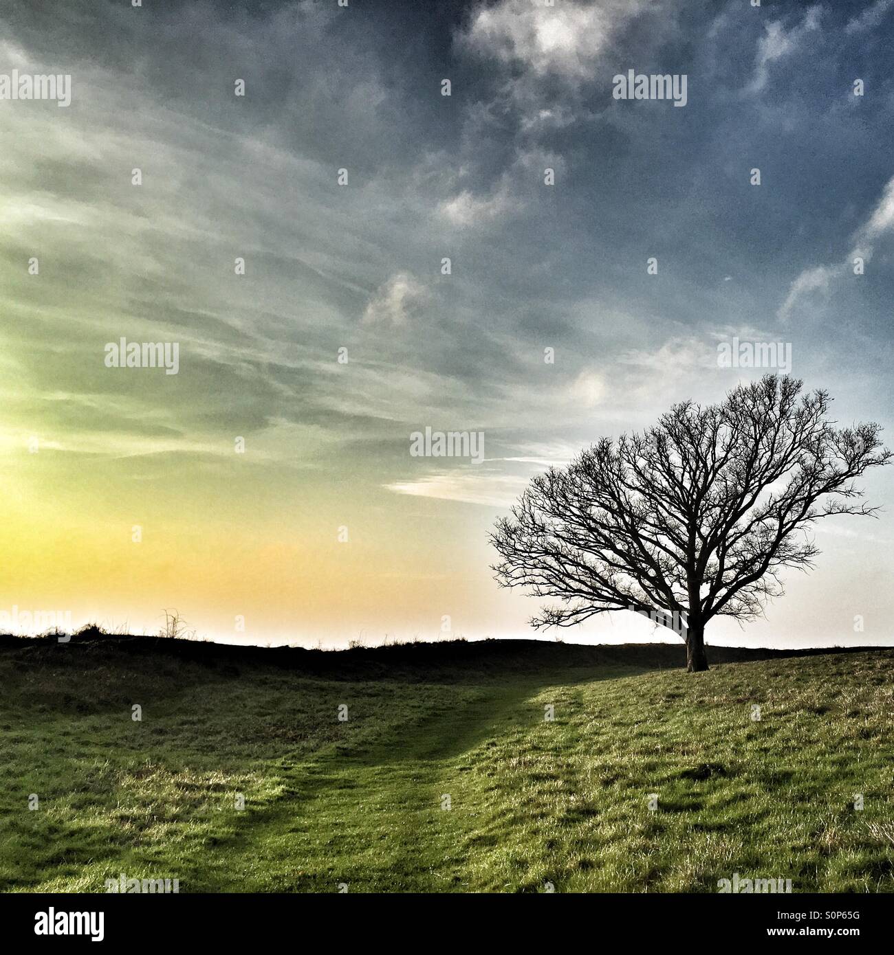 Winter sunset behind single oak tree Stock Photo - Alamy