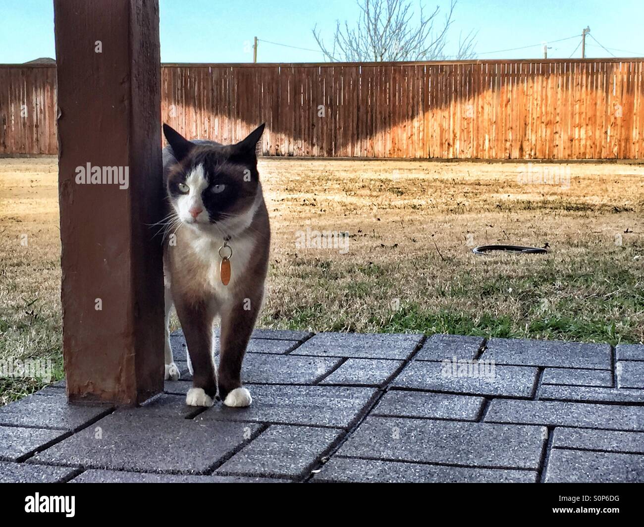 Cat stands hi-res stock photography and images - Alamy