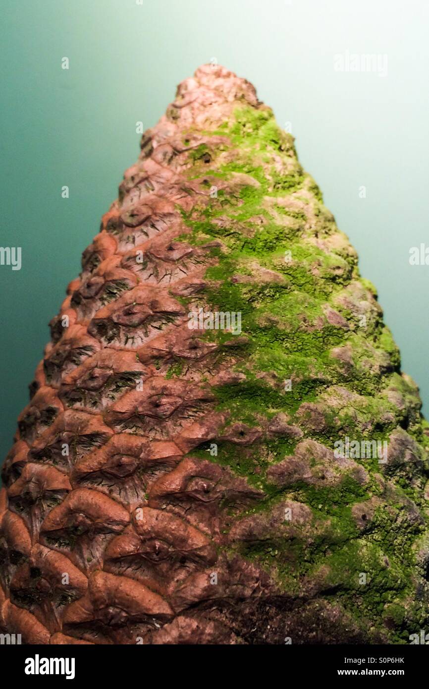 Half cone hi-res stock photography and images - Alamy