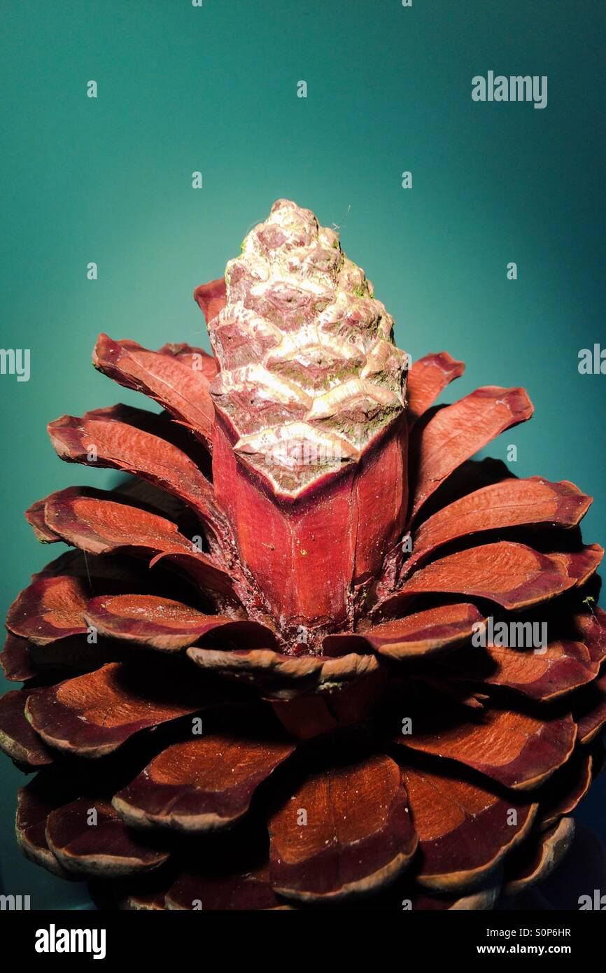 open pine cone Stock Photo - Alamy