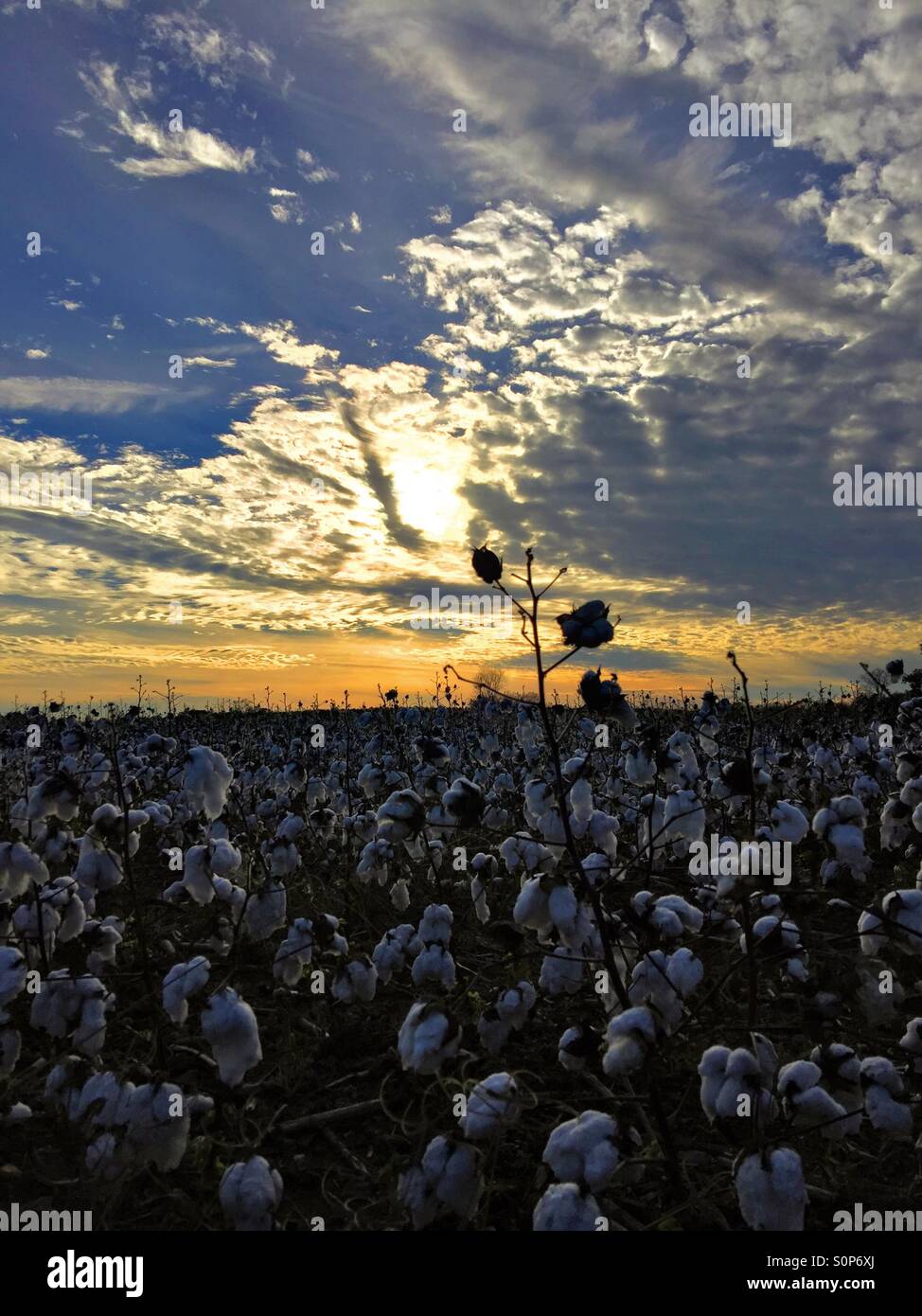 Alabama cotton hi-res stock photography and images - Alamy