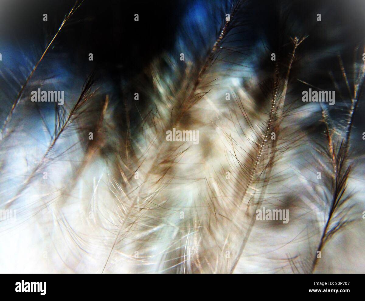 Micro photo of peacock plumage Stock Photo - Alamy