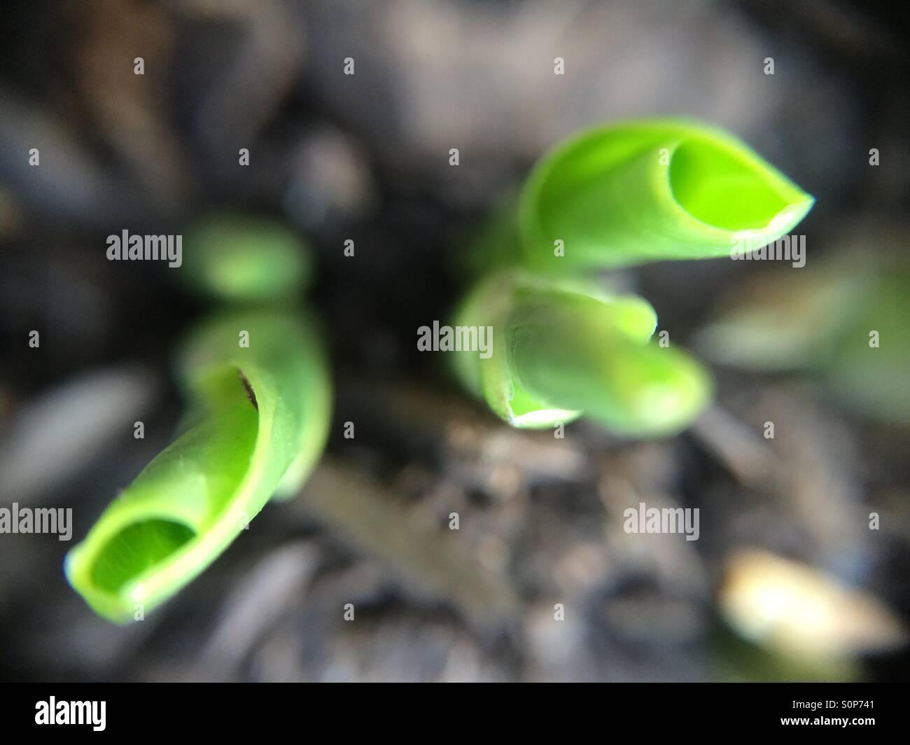 Growth spring hi-res stock photography and images - Alamy