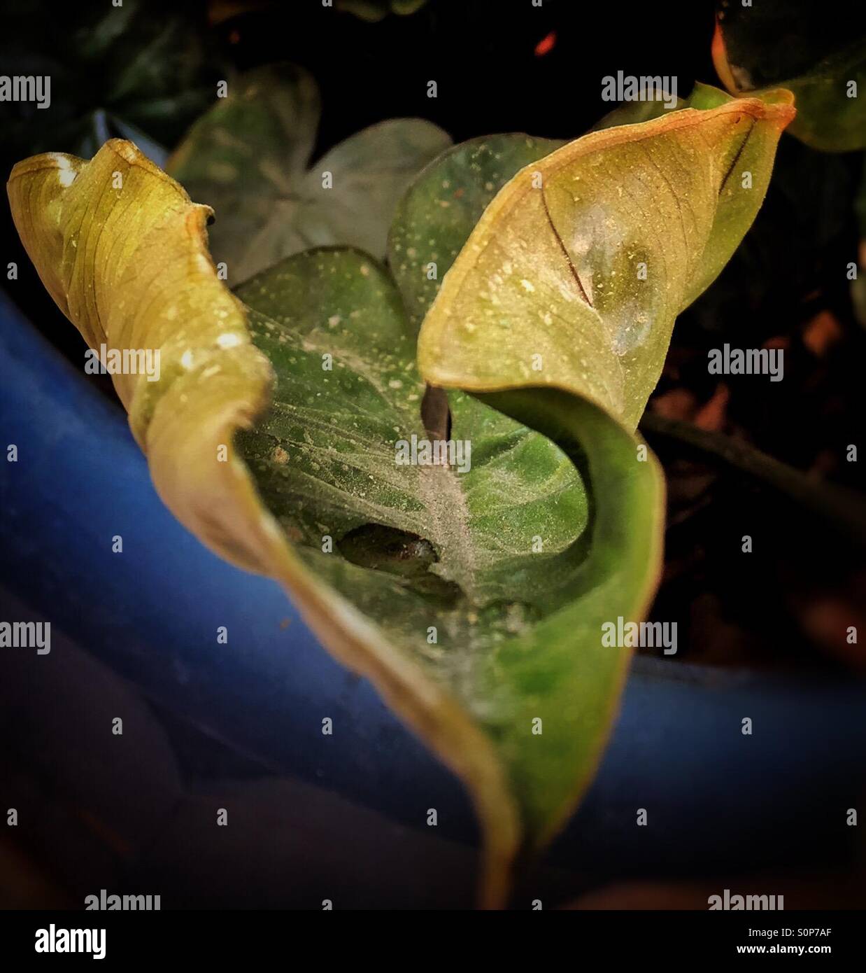 Napoleon hat hi-res stock photography and images - Alamy