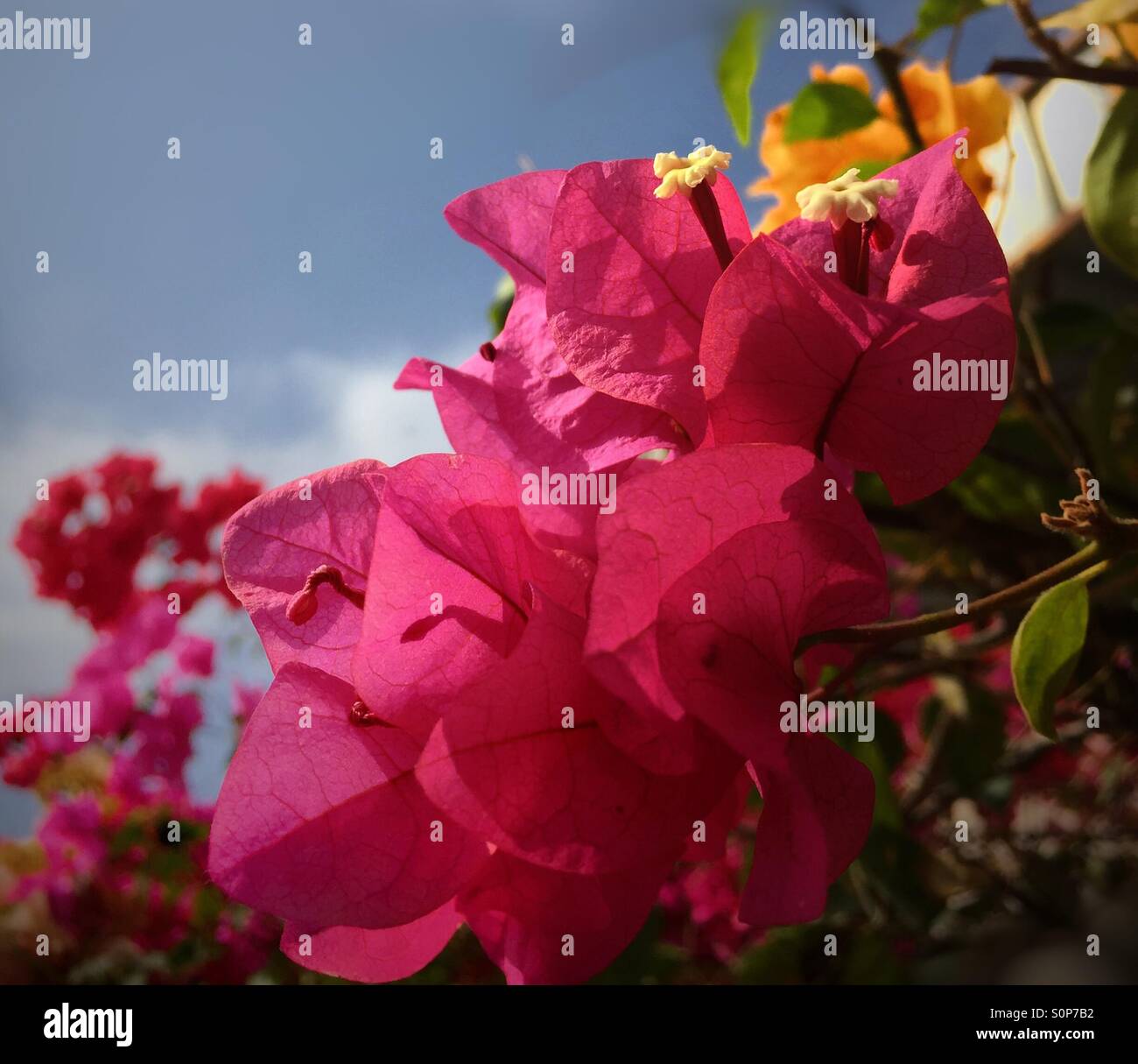 Boganvilla hi-res stock photography and images - Alamy