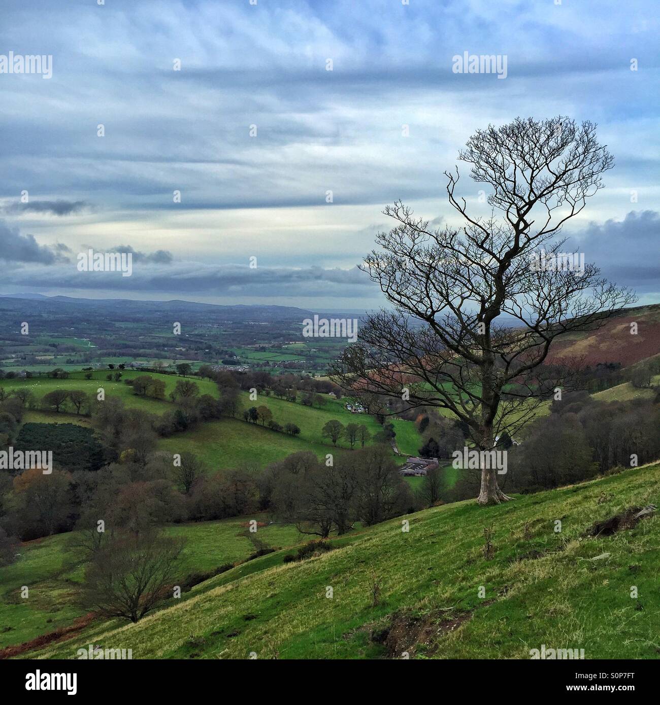 Lonely tree wales hi-res stock photography and images - Alamy