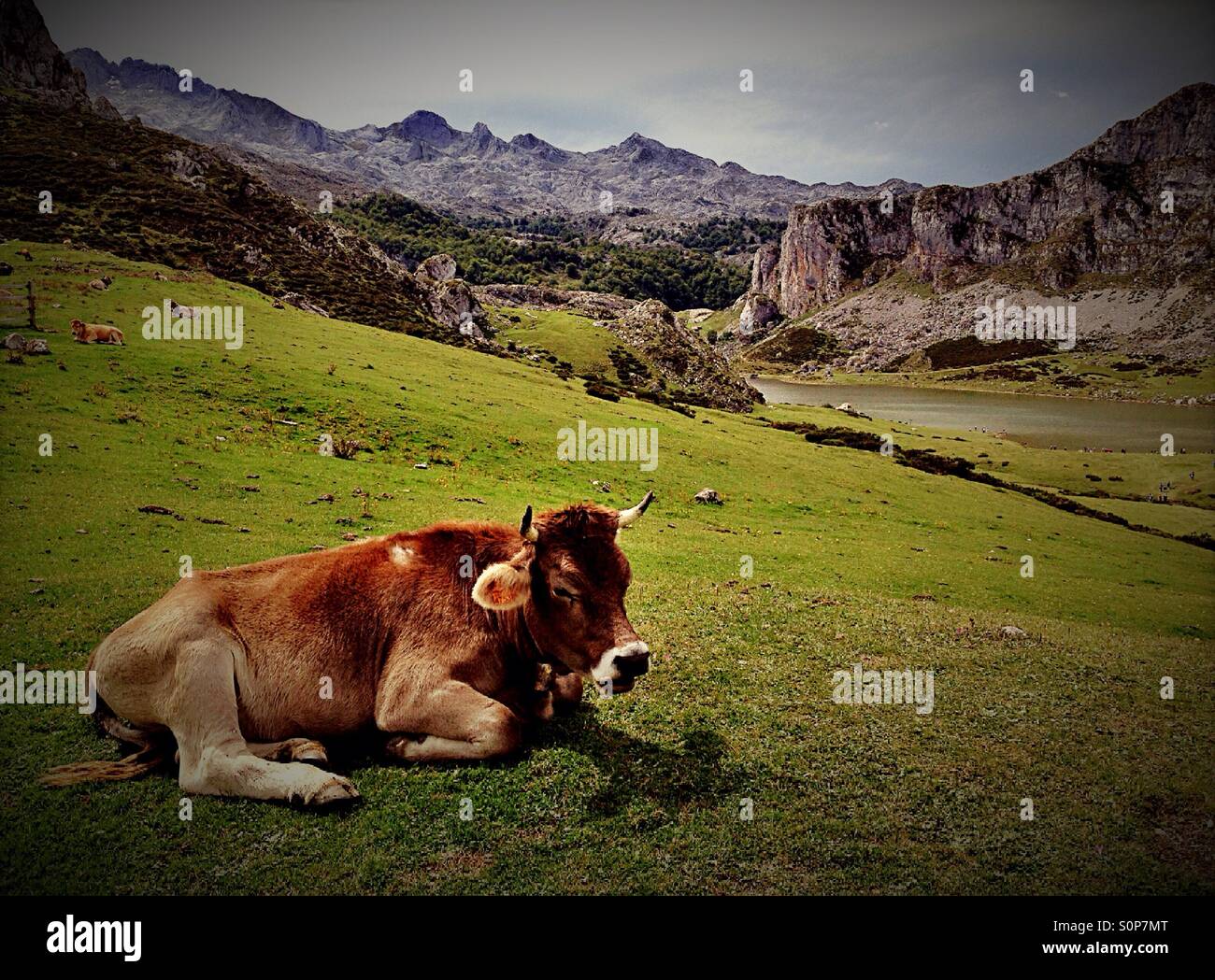 Cow in a pasture at Covadonga Lakes in Picos de Europa, Asturias ...