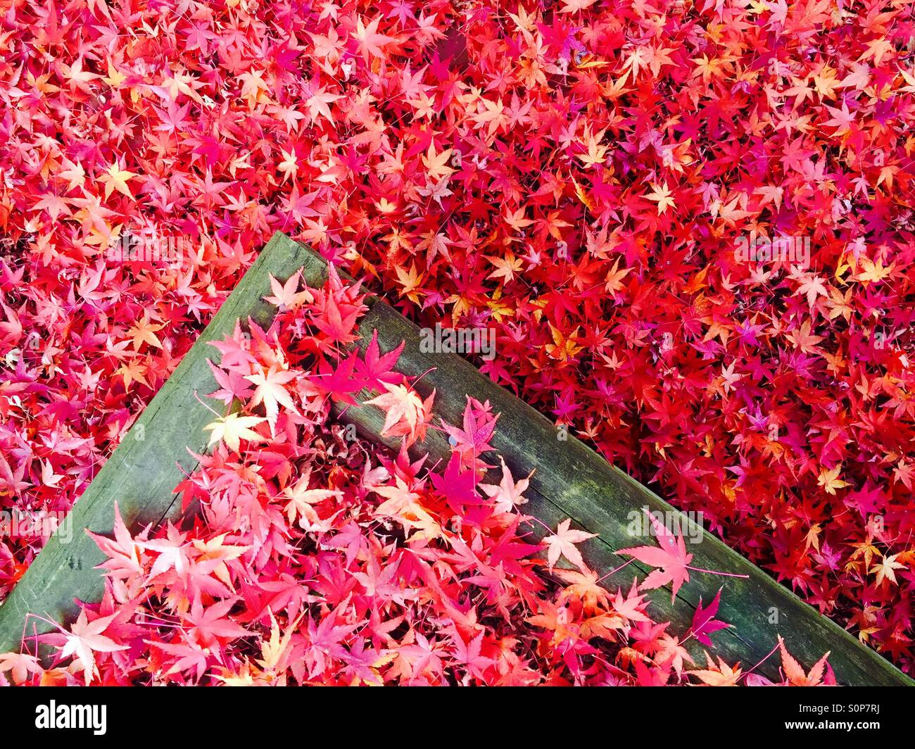 Bright red fall leaves on ground and planter Stock Photo - Alamy