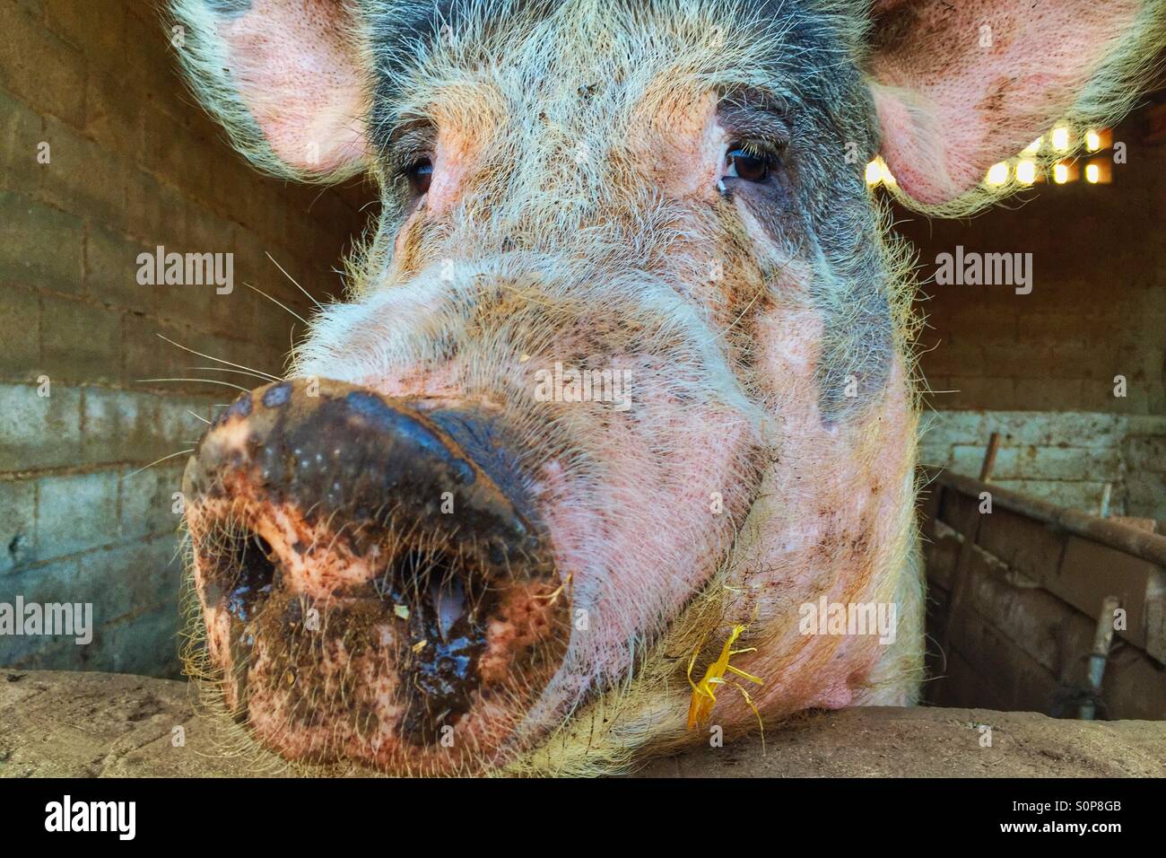 Pig face close up hi-res stock photography and images - Alamy