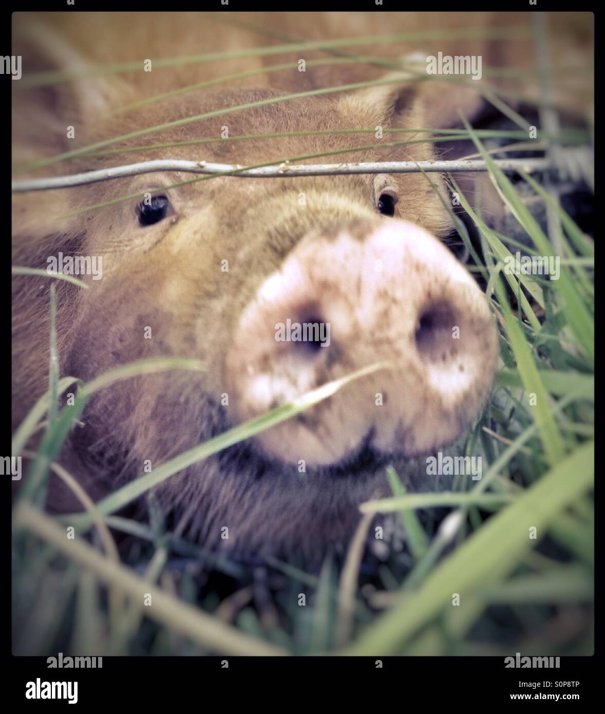 Ginger pig hi-res stock photography and images - Alamy