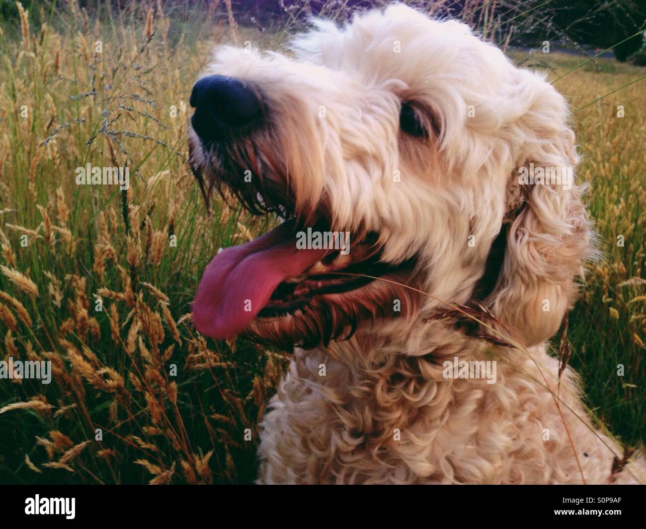 Canine field hi-res stock photography and images - Alamy