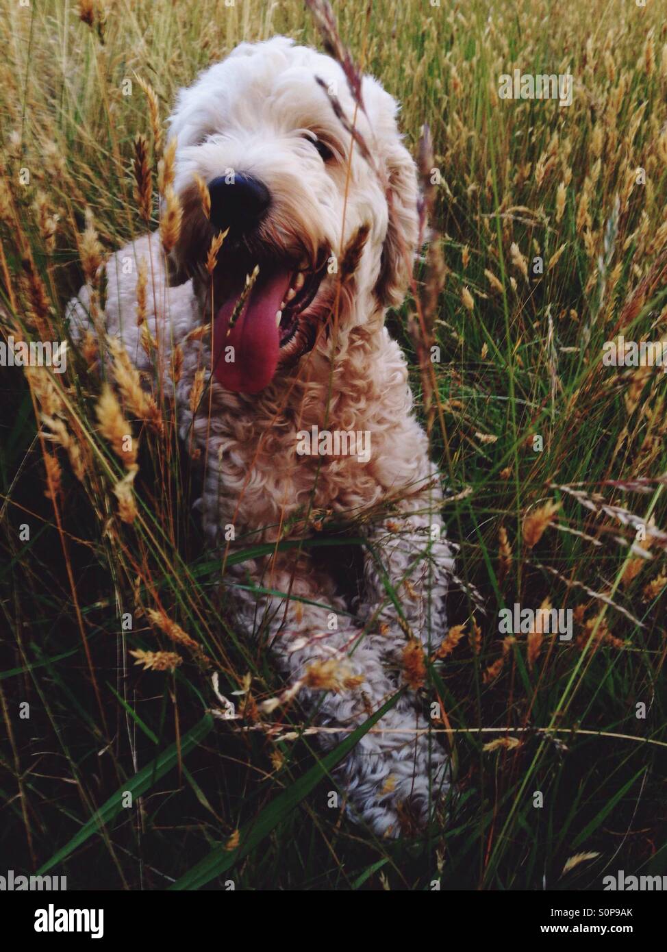 Dog smiling in field hi-res stock photography and images - Alamy