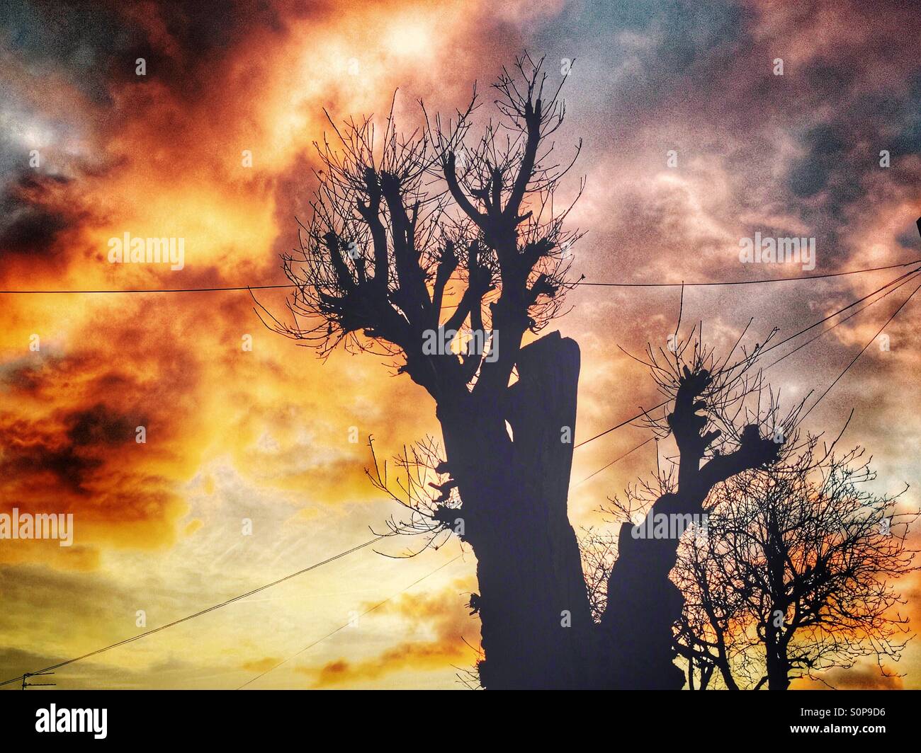 Dramatic tree silhouette hi-res stock photography and images - Alamy