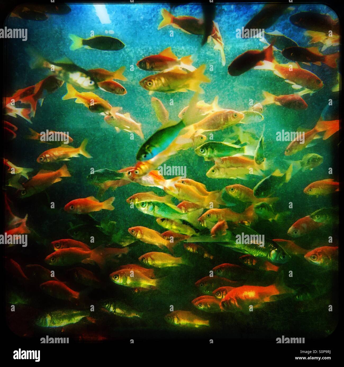 Minnows hi-res stock photography and images - Alamy