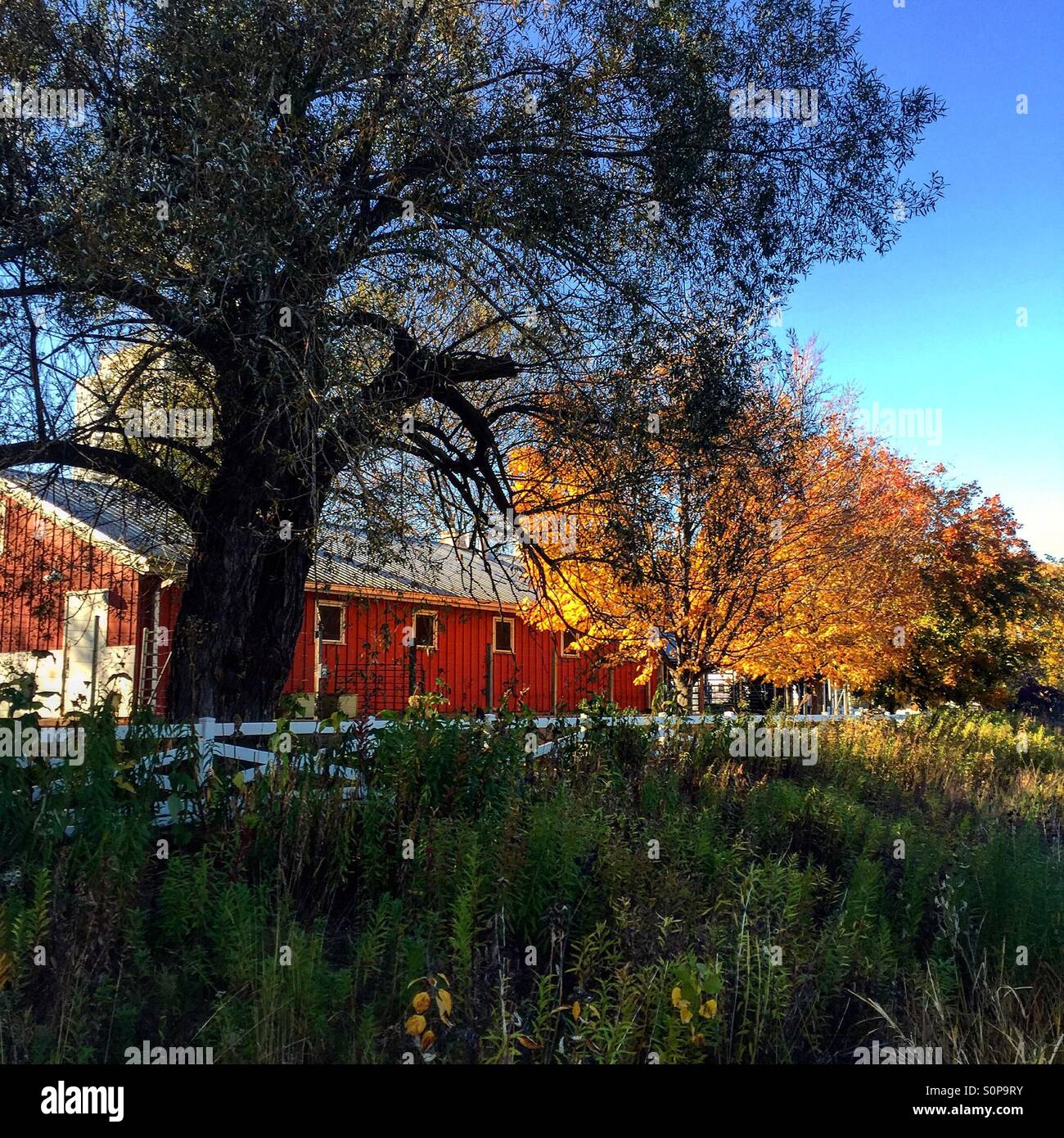 Blue sky red barn fall trees hi-res stock photography and images - Alamy