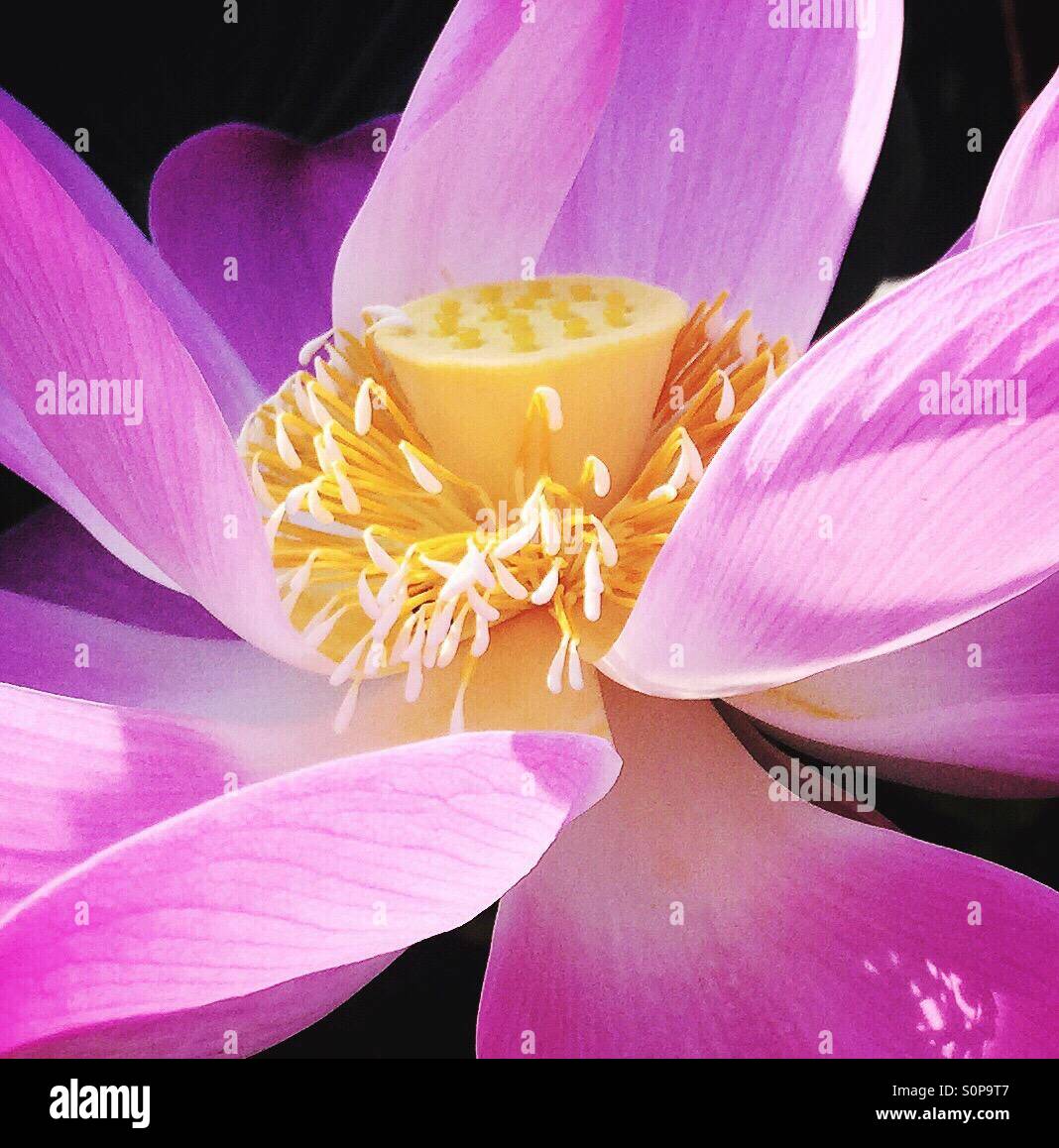 Lotus flower colors hi-res stock photography and images - Alamy