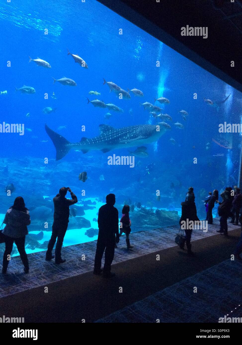 Whale shark aquarium hi-res stock photography and images - Alamy