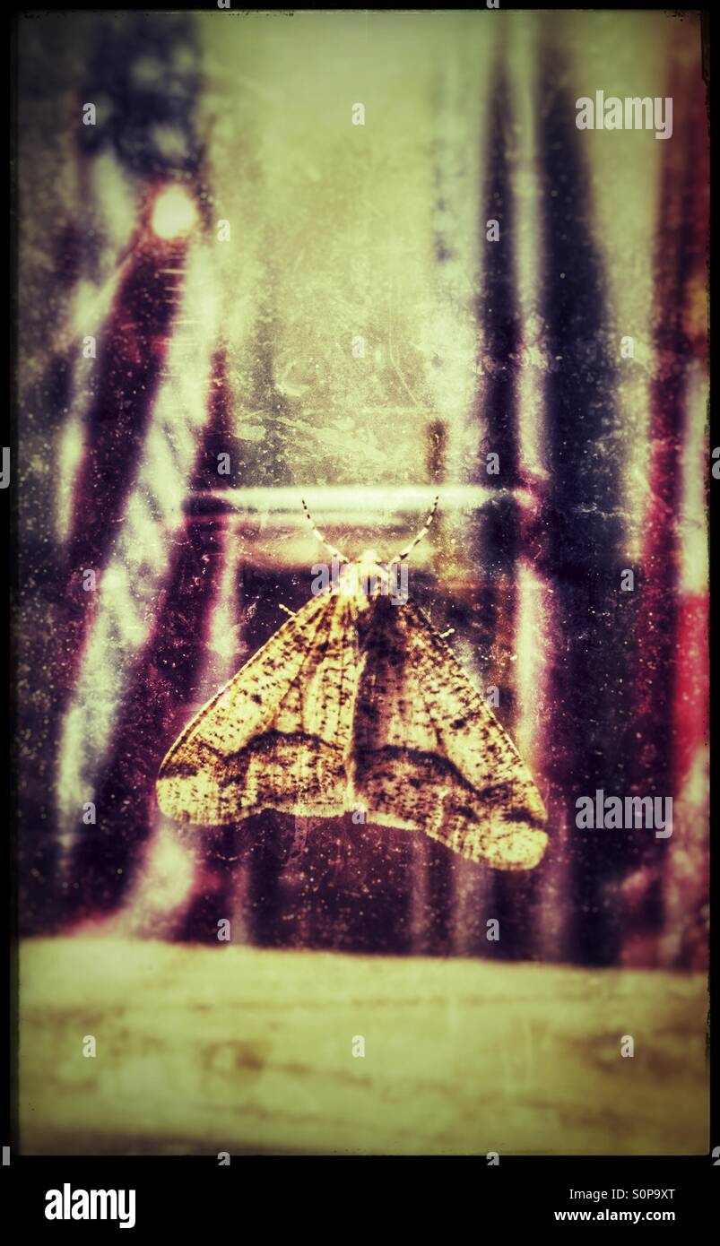 American flag in a window hi-res stock photography and images - Alamy