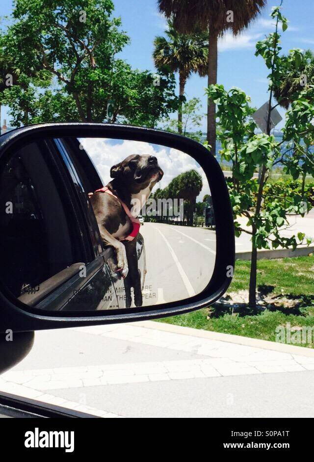 Dog enjoying the summer breeze from car window Stock Photo - Alamy