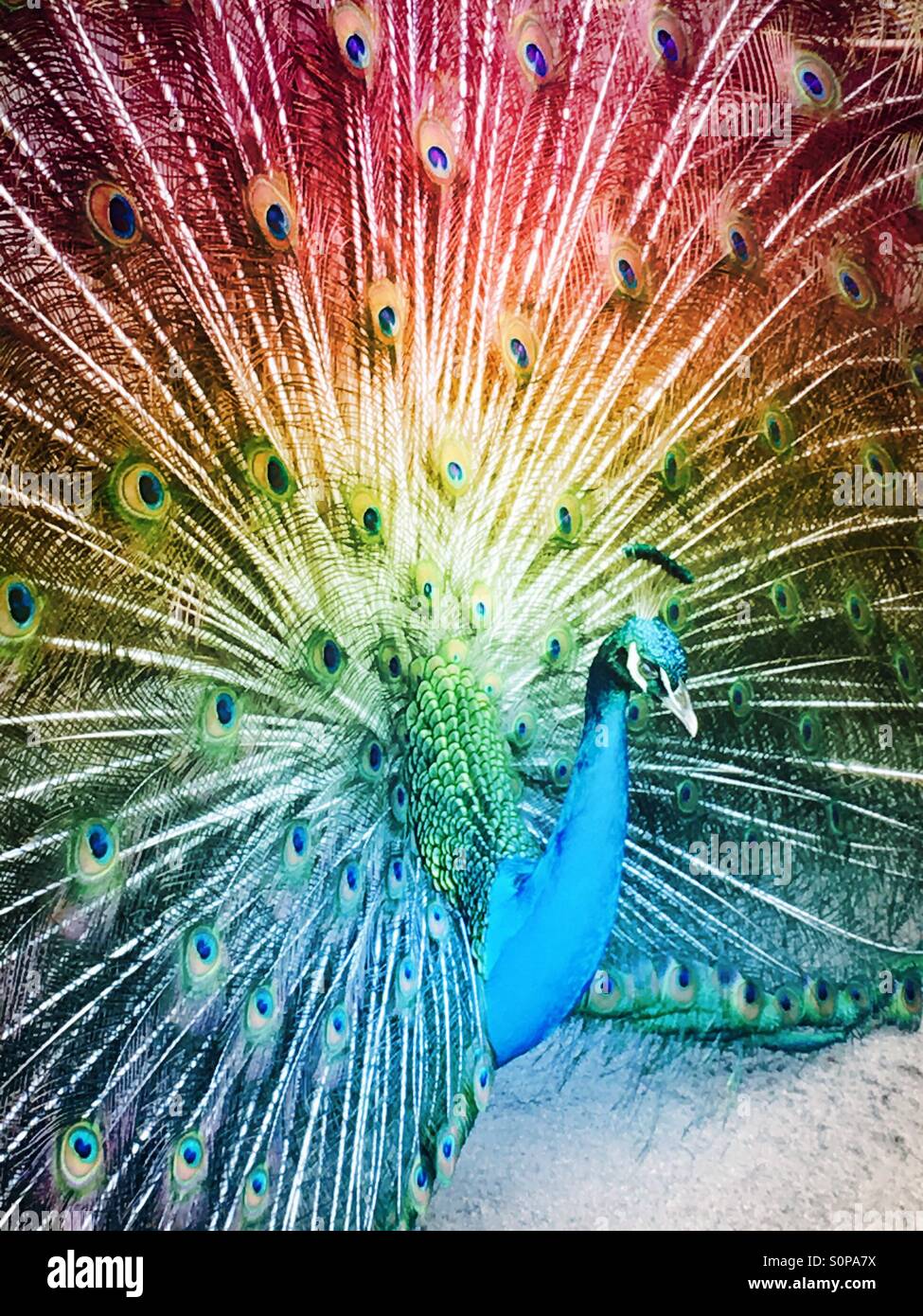 Most Beautiful Peacock