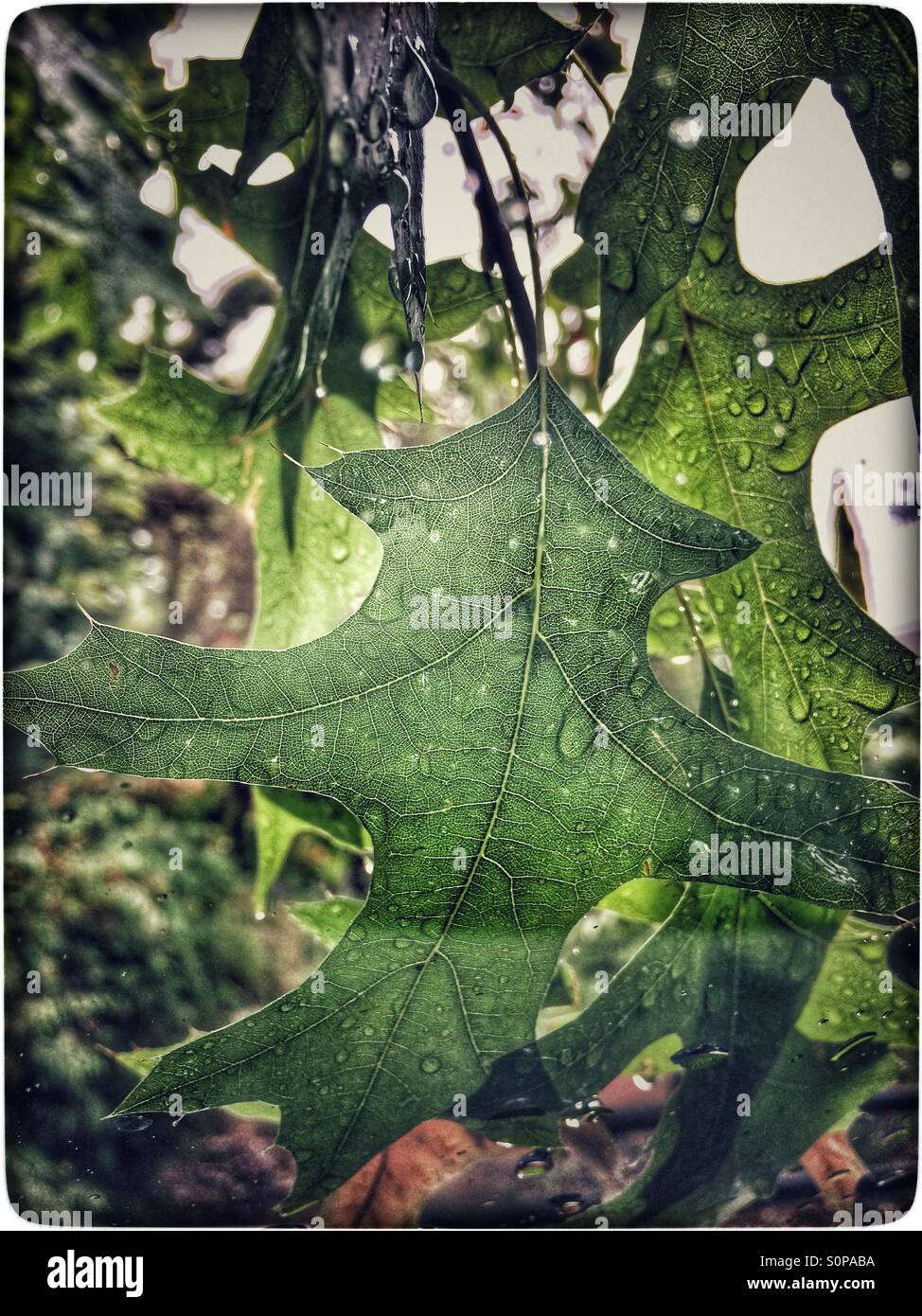 Rain droplets on vine leaves Stock Photo - Alamy