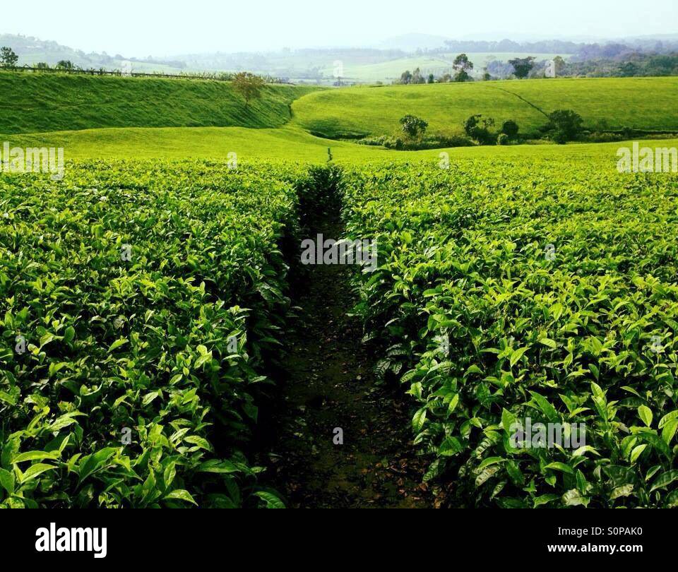 Tea plantation at Kalinzu, Uganda Stock Photo - Alamy Tea plantation at Kalinzu, Uganda Stock Photo - Alamy