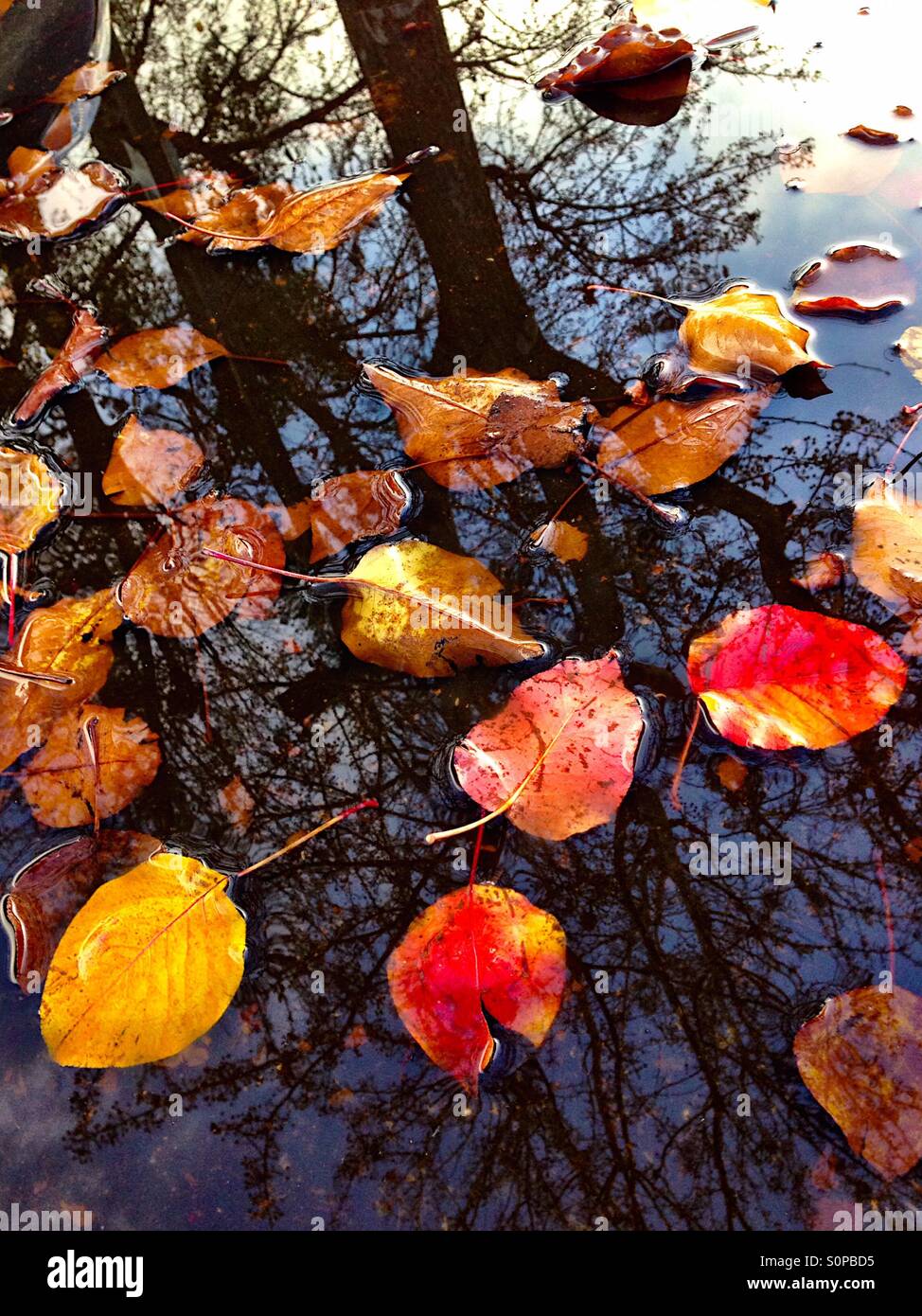 Fallen leaves in a pool of water with tree reflection Stock Photo - Alamy