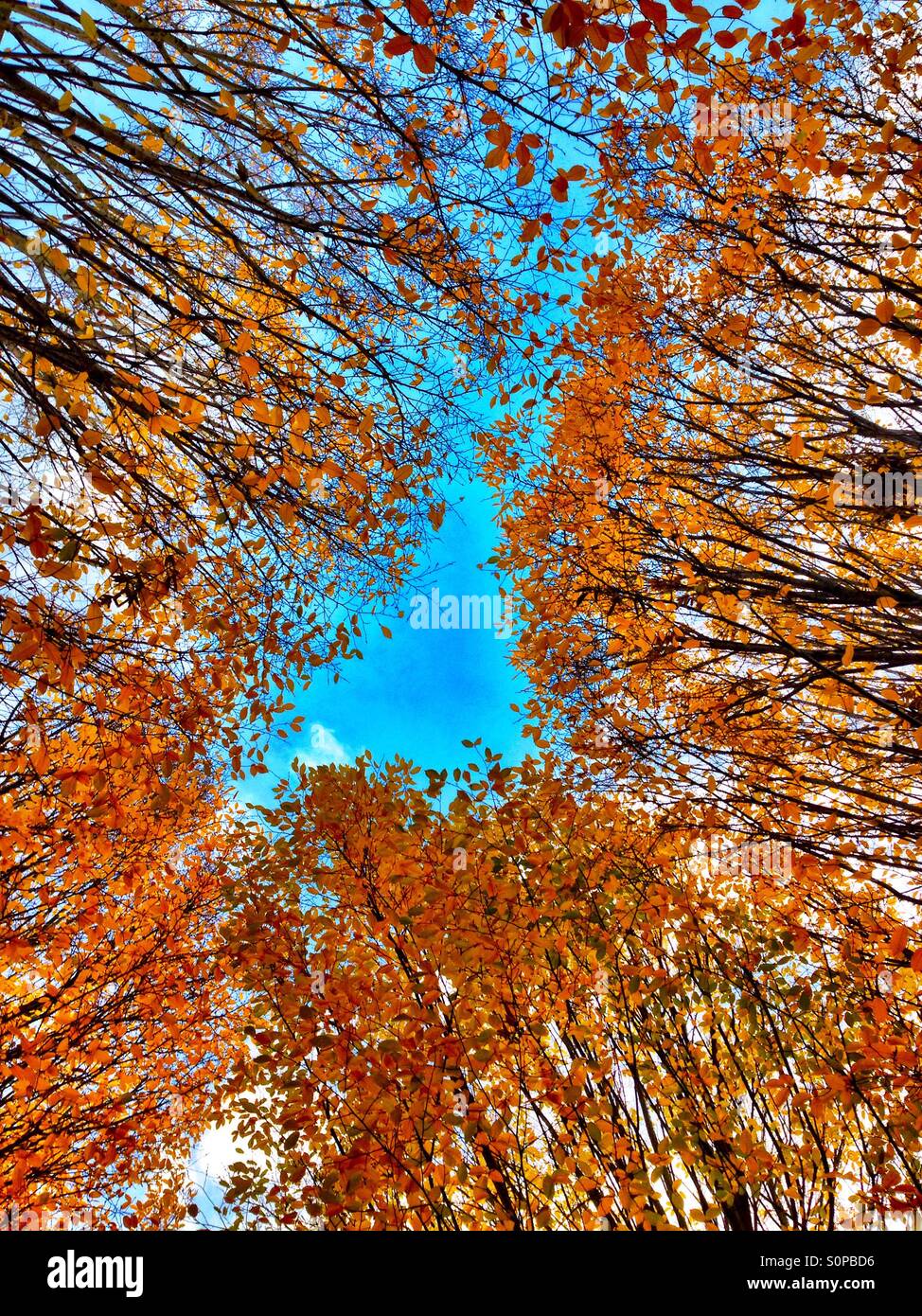 Looking up into a grove of trees with fall leaves Stock Photo - Alamy