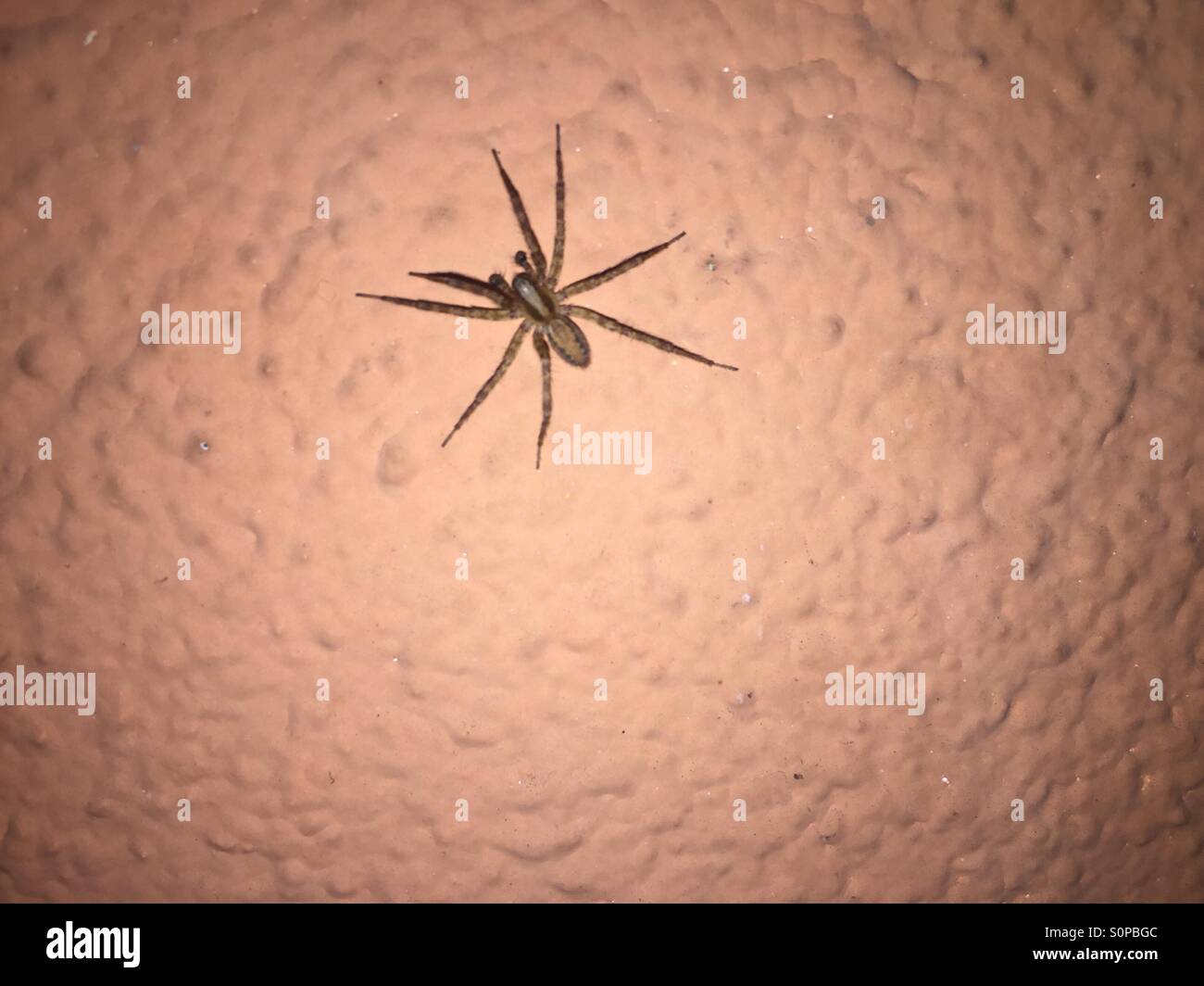 Scary spider hi-res stock photography and images - Alamy