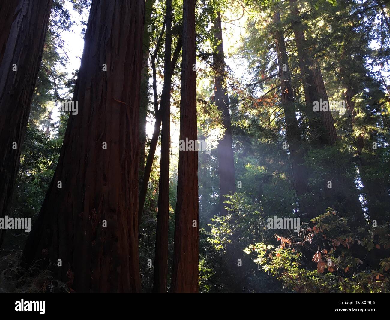 Light passing through hi-res stock photography and images - Alamy