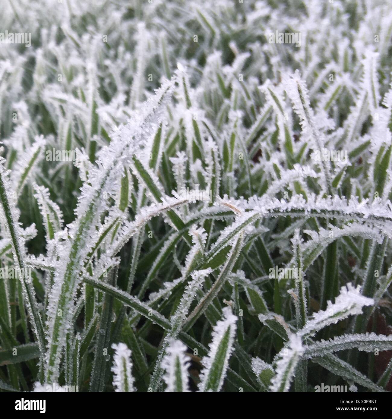 Frosty grass hi-res stock photography and images - Alamy
