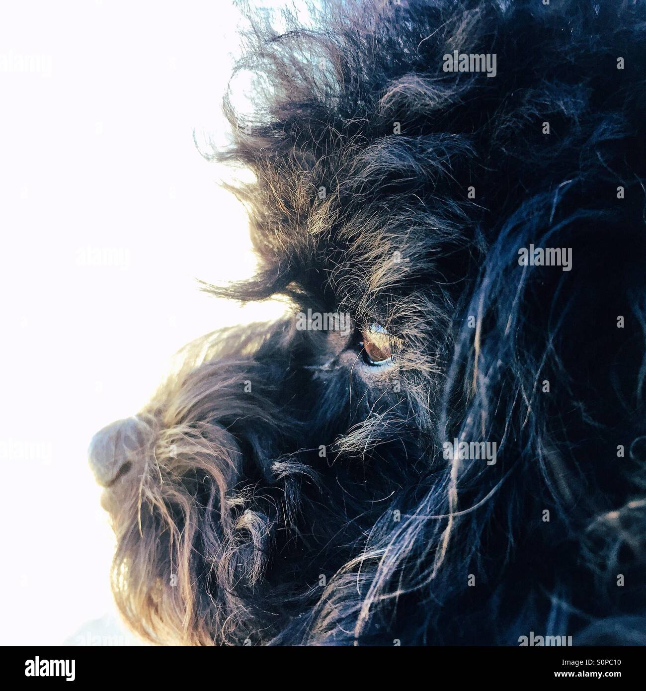 Dog looking in the distance Stock Photo - Alamy