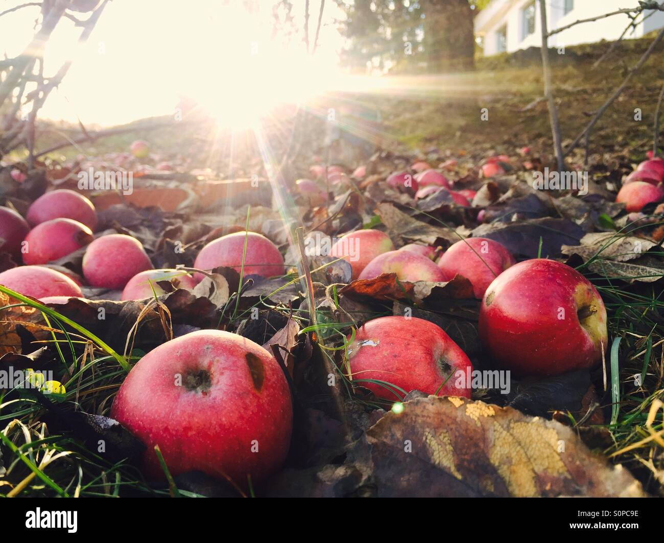 Apples on the ground hi-res stock photography and images - Alamy