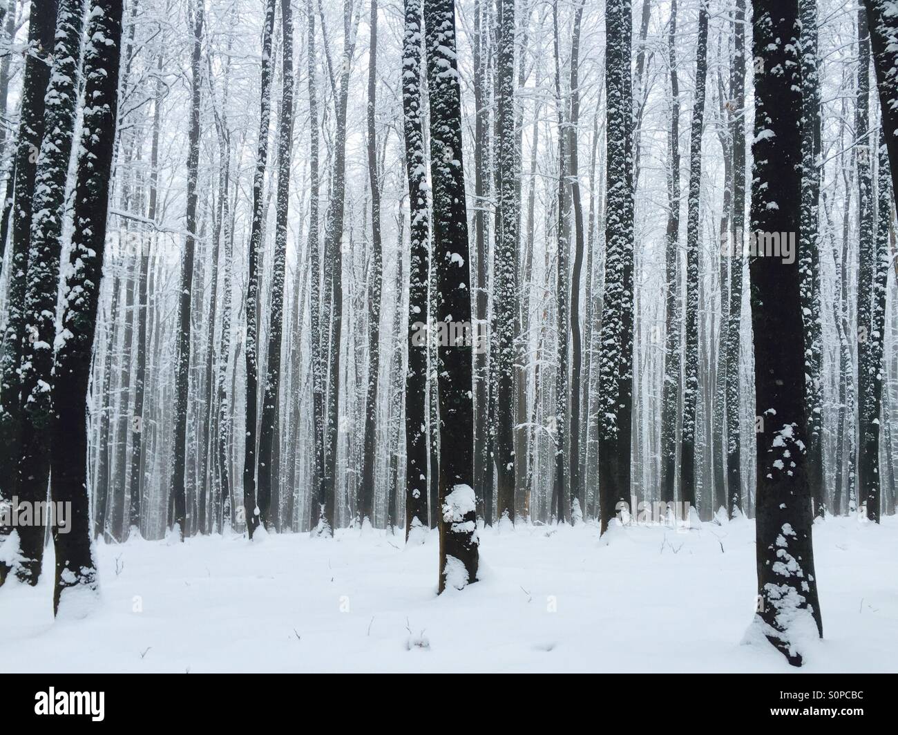 Frozen forest in winter Stock Photo - Alamy