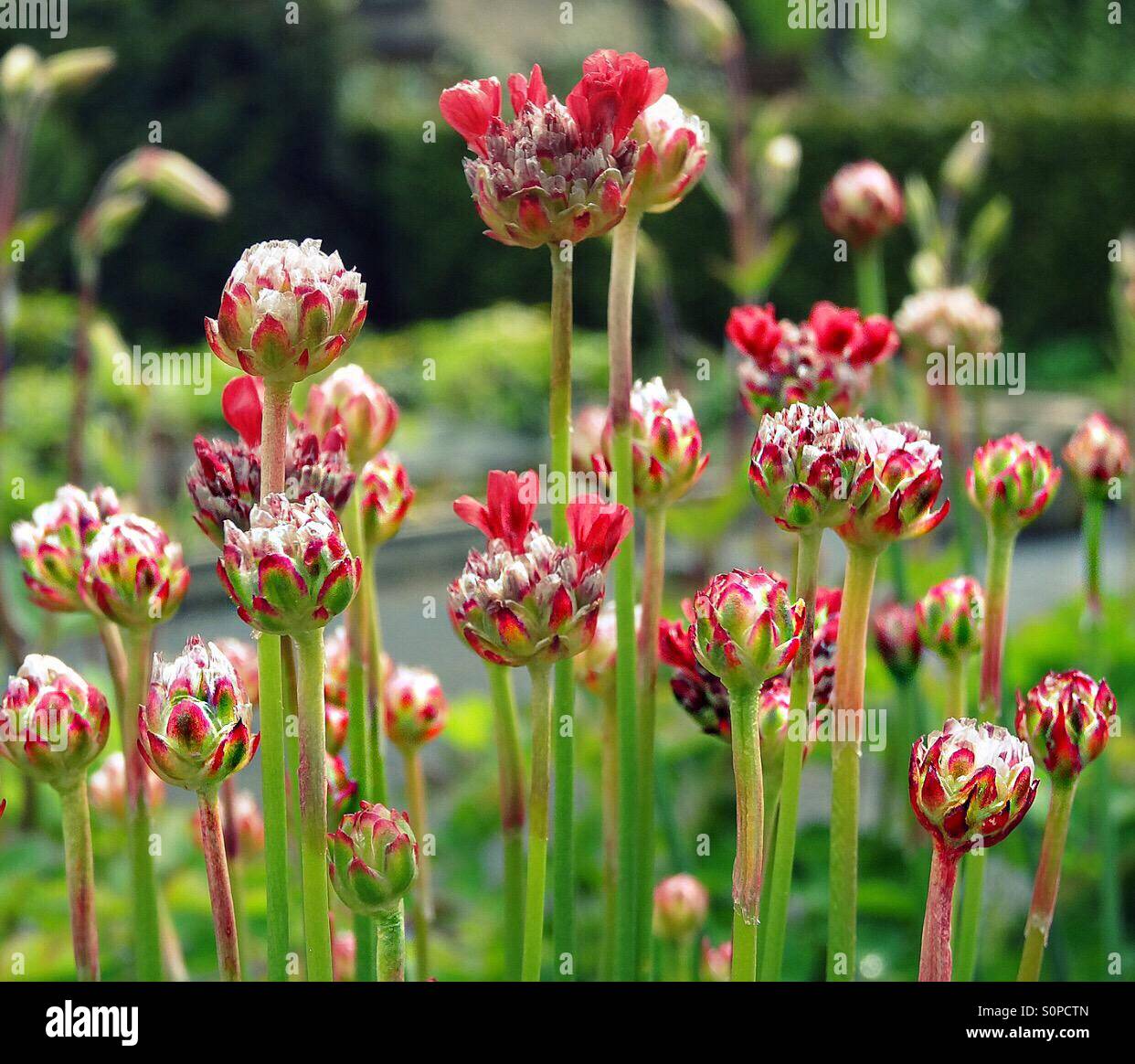 ..flower and colours Stock Photo - Alamy