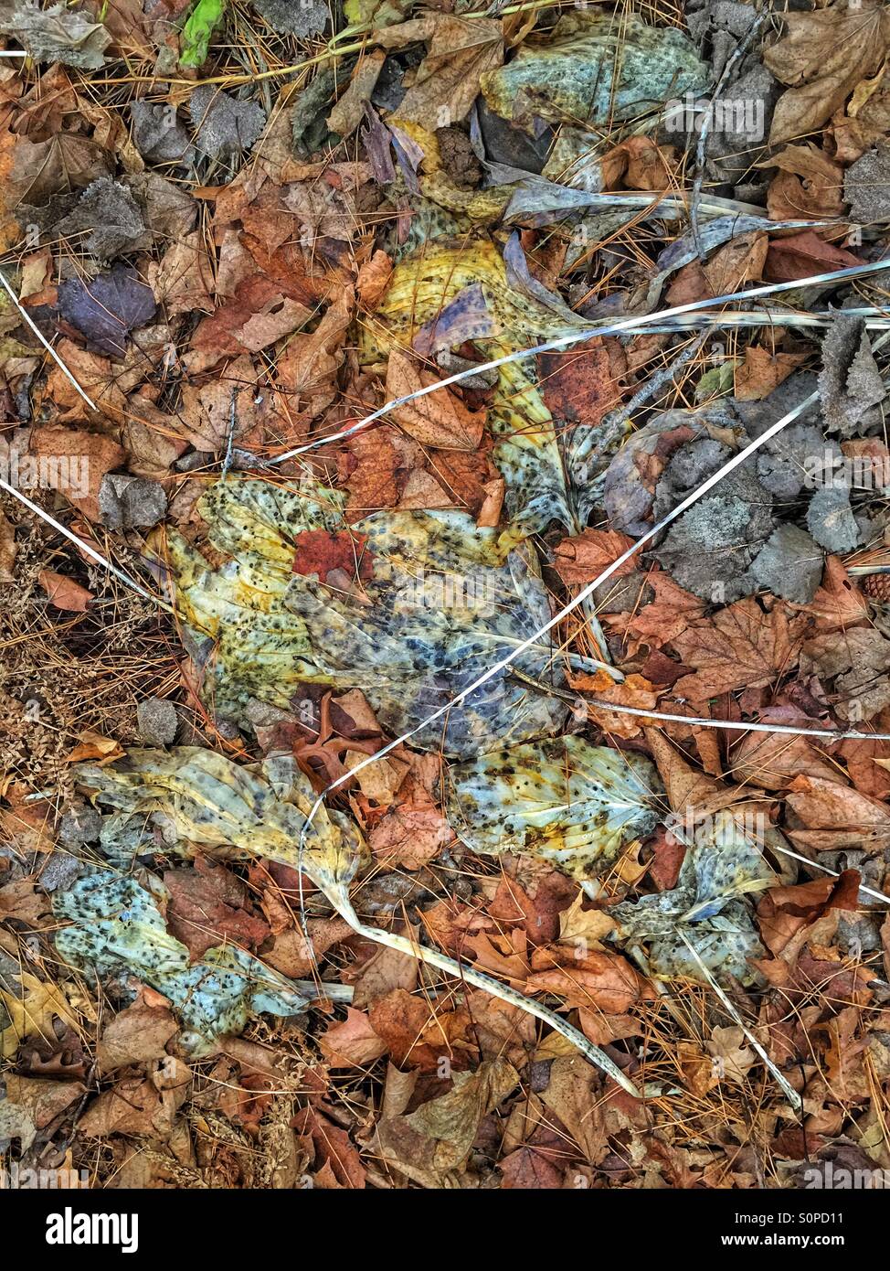 Leaves decaying hi-res stock photography and images - Alamy