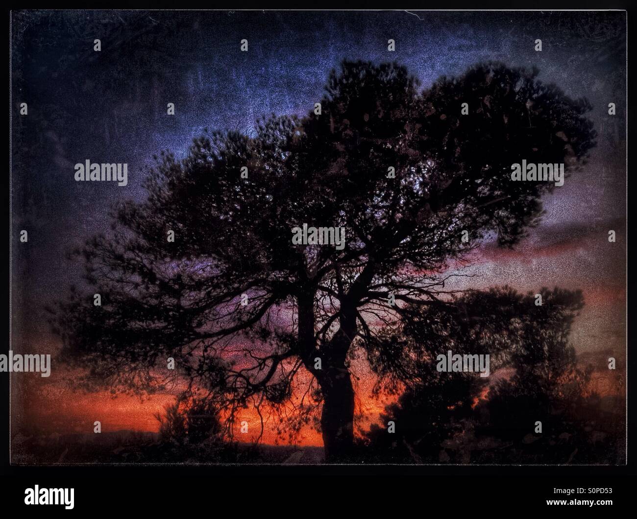 Silhouette tree sundown hi-res stock photography and images - Alamy